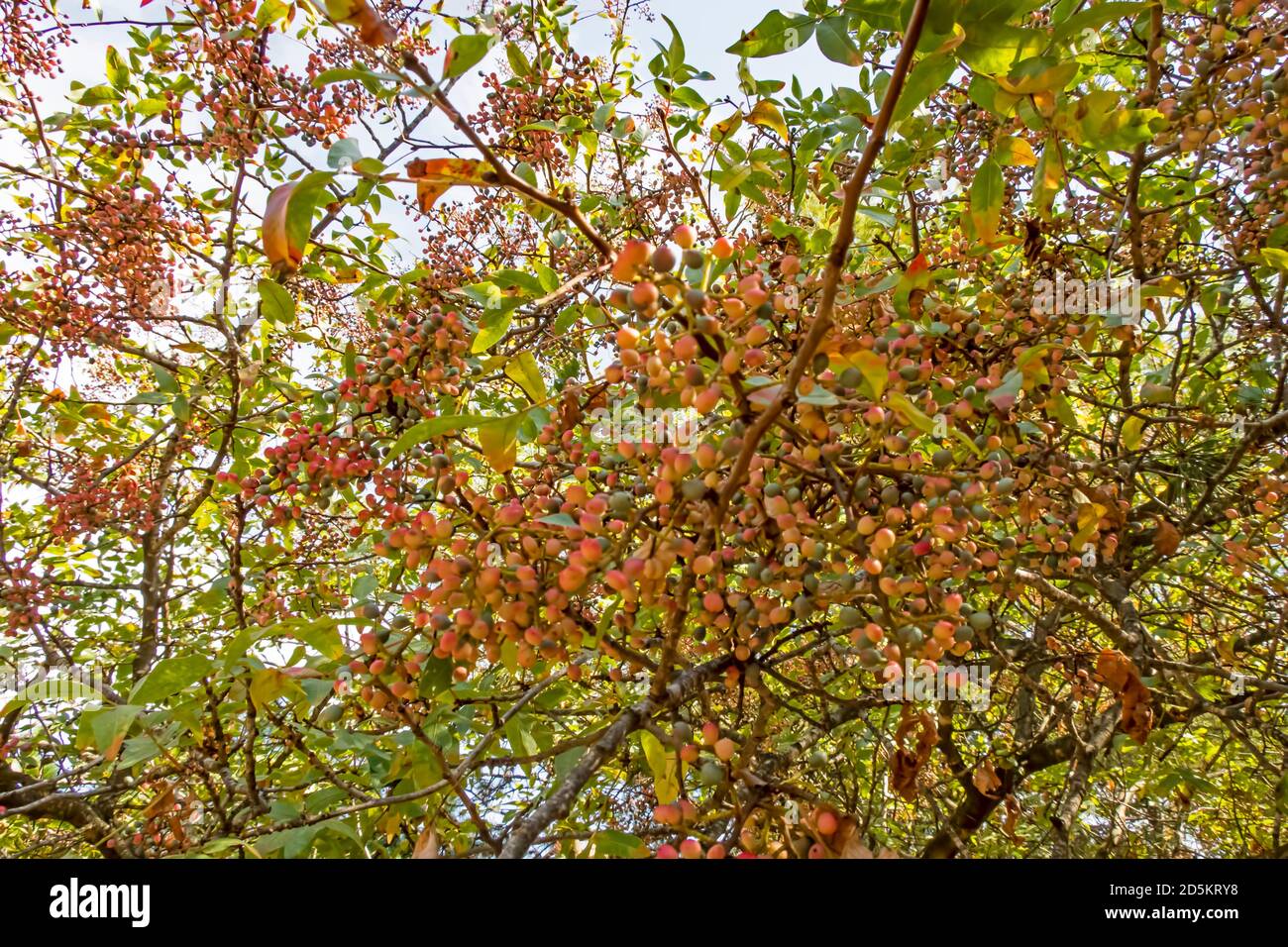 Terebinth tree hi-res stock photography and images - Alamy