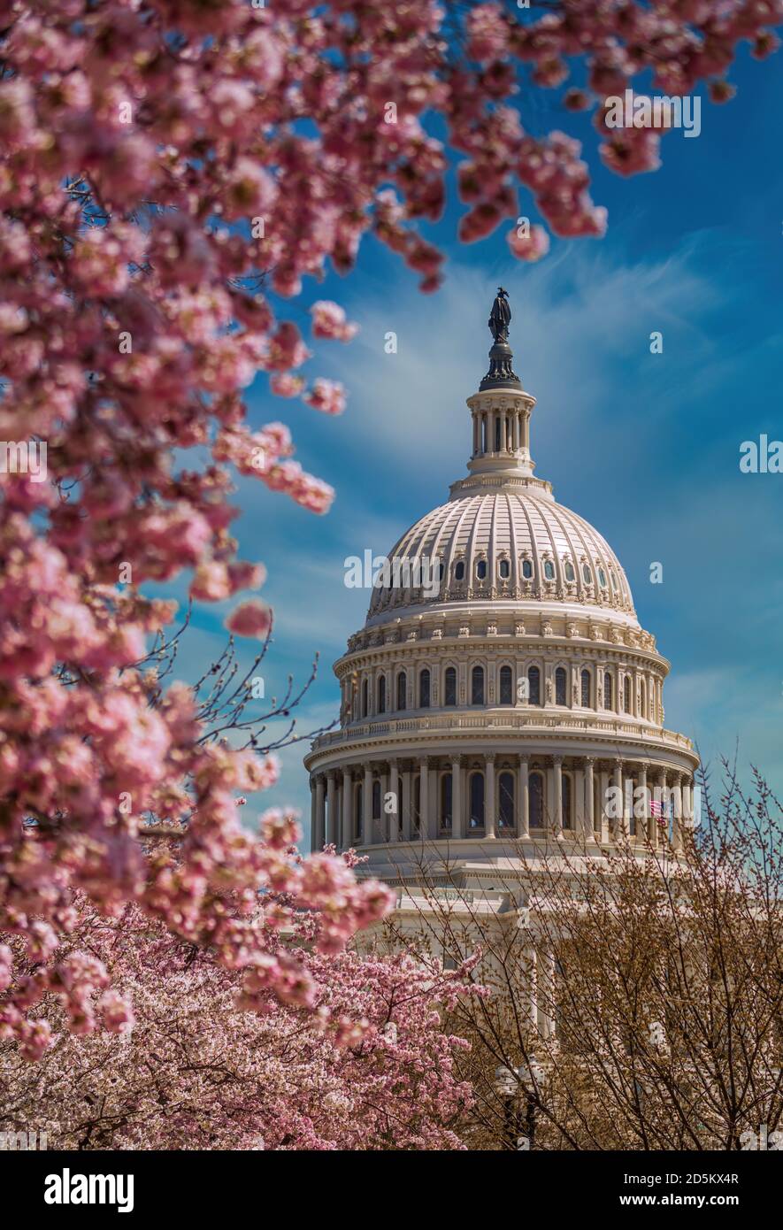 National cherry blossom festival hi-res stock photography and images - Alamy