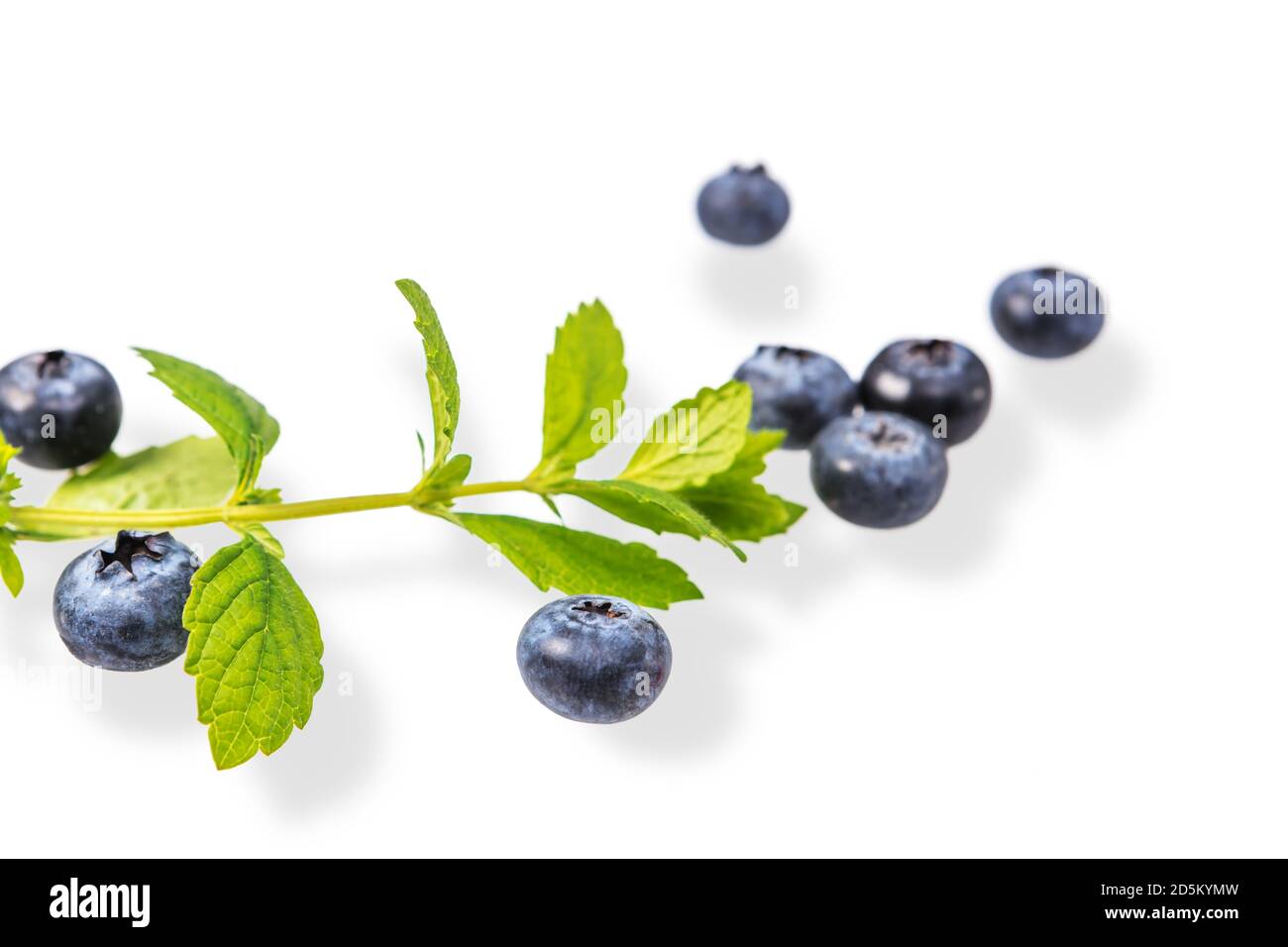 Fresh summer berry is blueberries with a sprig of mint isolated on ...