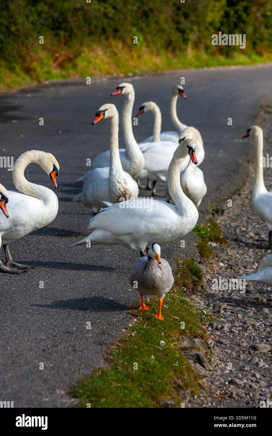 Walking in single file line hi-res stock photography and images - Alamy