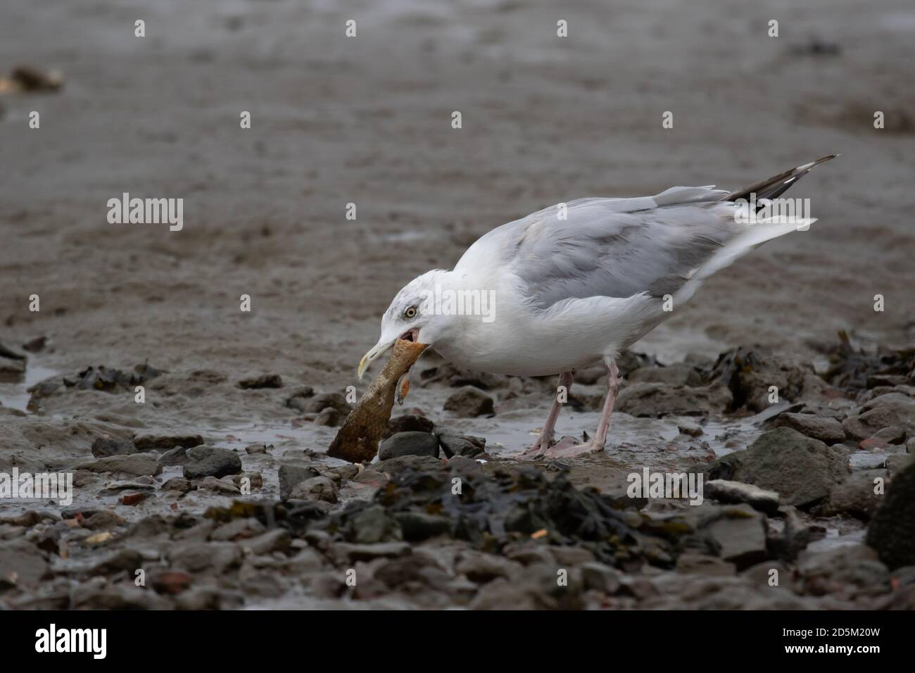 Seagull scavenger scavenging birds hi-res stock photography and images ...
