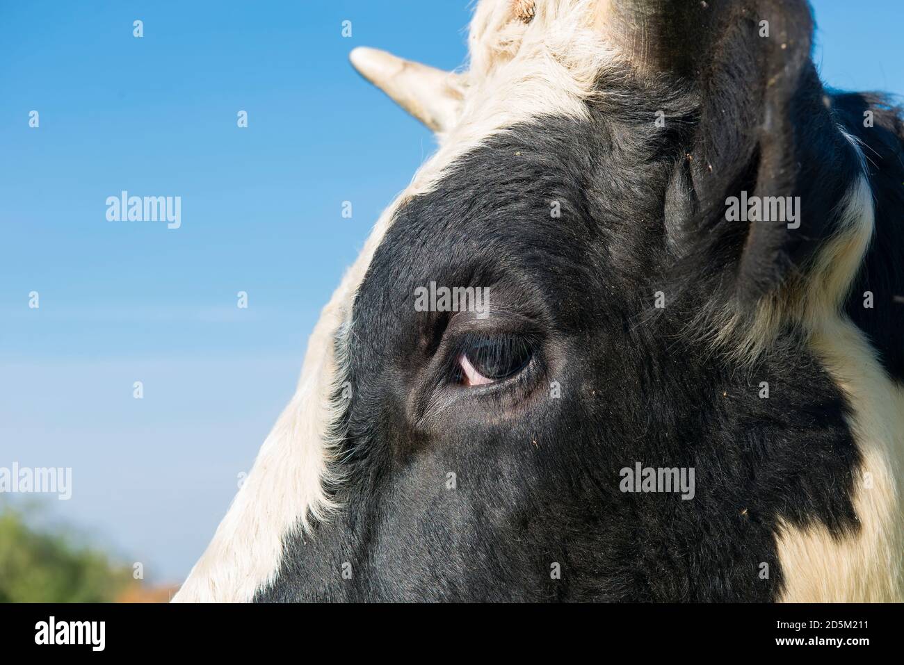 Sad look of a big black and white bull Stock Photo - Alamy