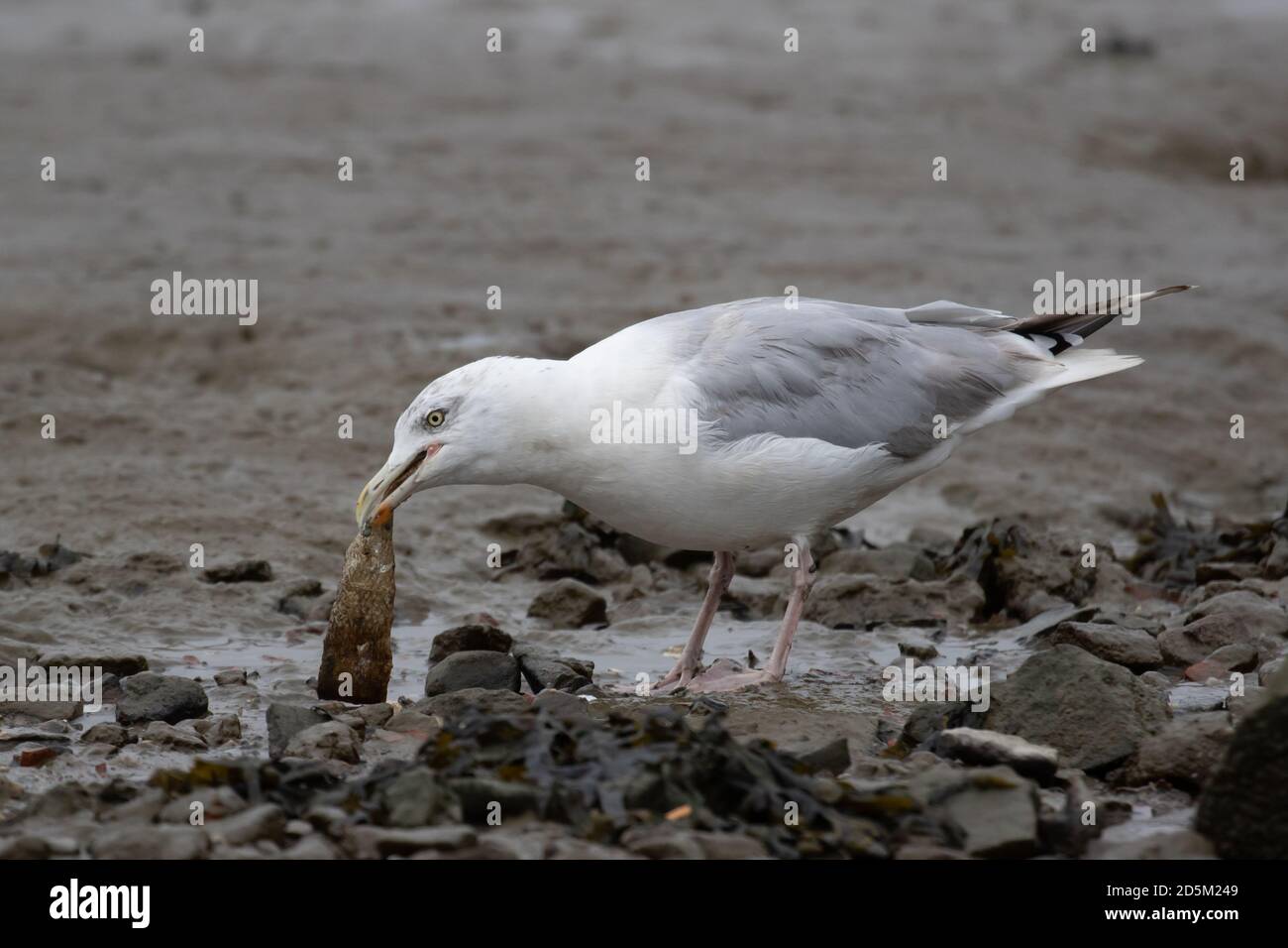 Seagull scavenger scavenging birds hi-res stock photography and images ...