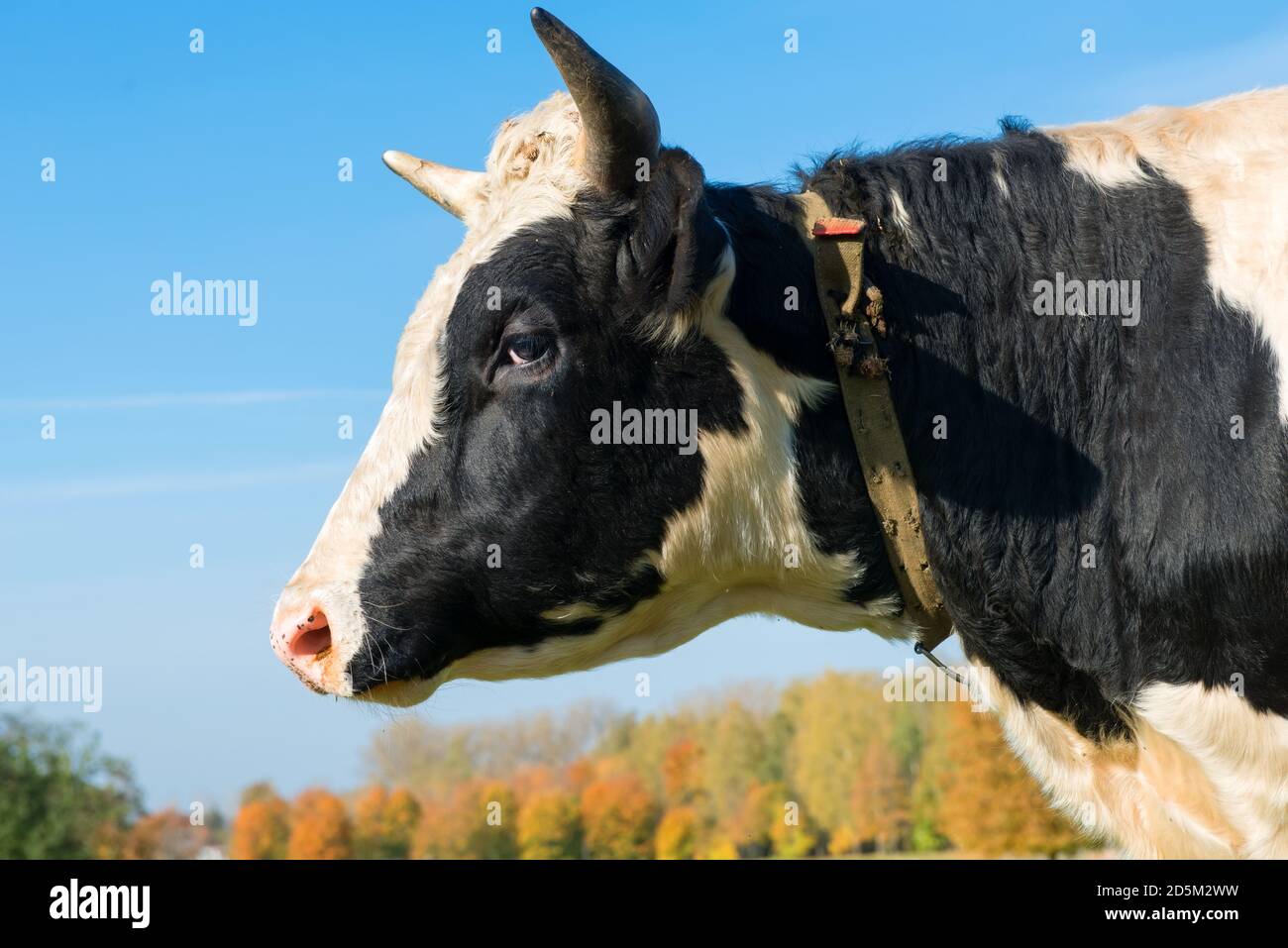 Portrait of a large black and white bull in profile Stock Photo - Alamy