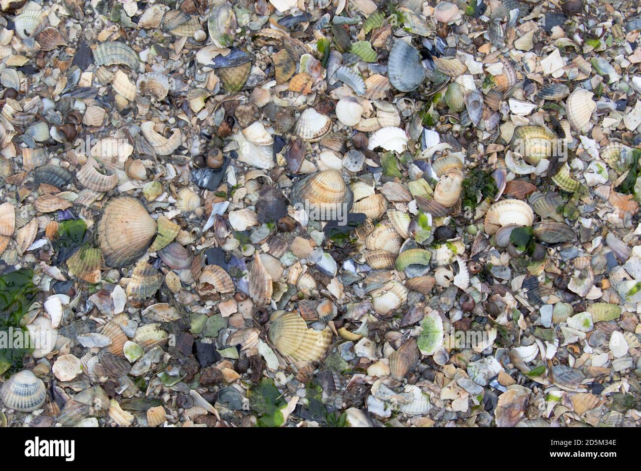 Pile of broken shells on shoreline of Wadden Sea, East Frisia, Lower ...