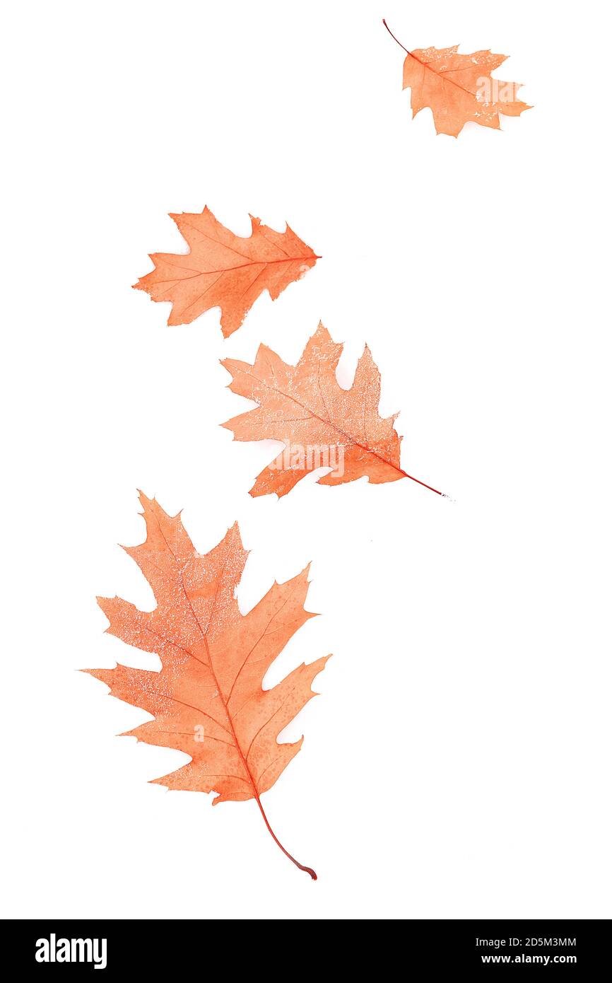 Christmas snowfall winter forest Cut Out Stock Images & Pictures - Alamy