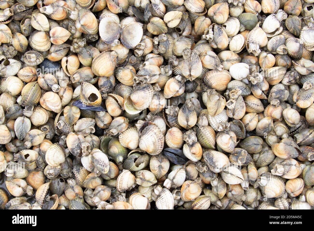 Pile of broken shells on shoreline of Wadden Sea, East Frisia, Lower ...