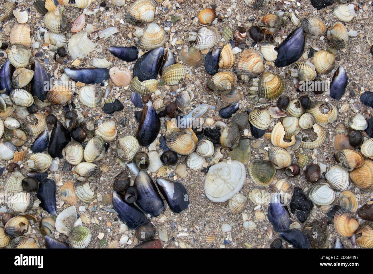Pile of broken shells on shoreline of Wadden Sea, East Frisia, Lower ...