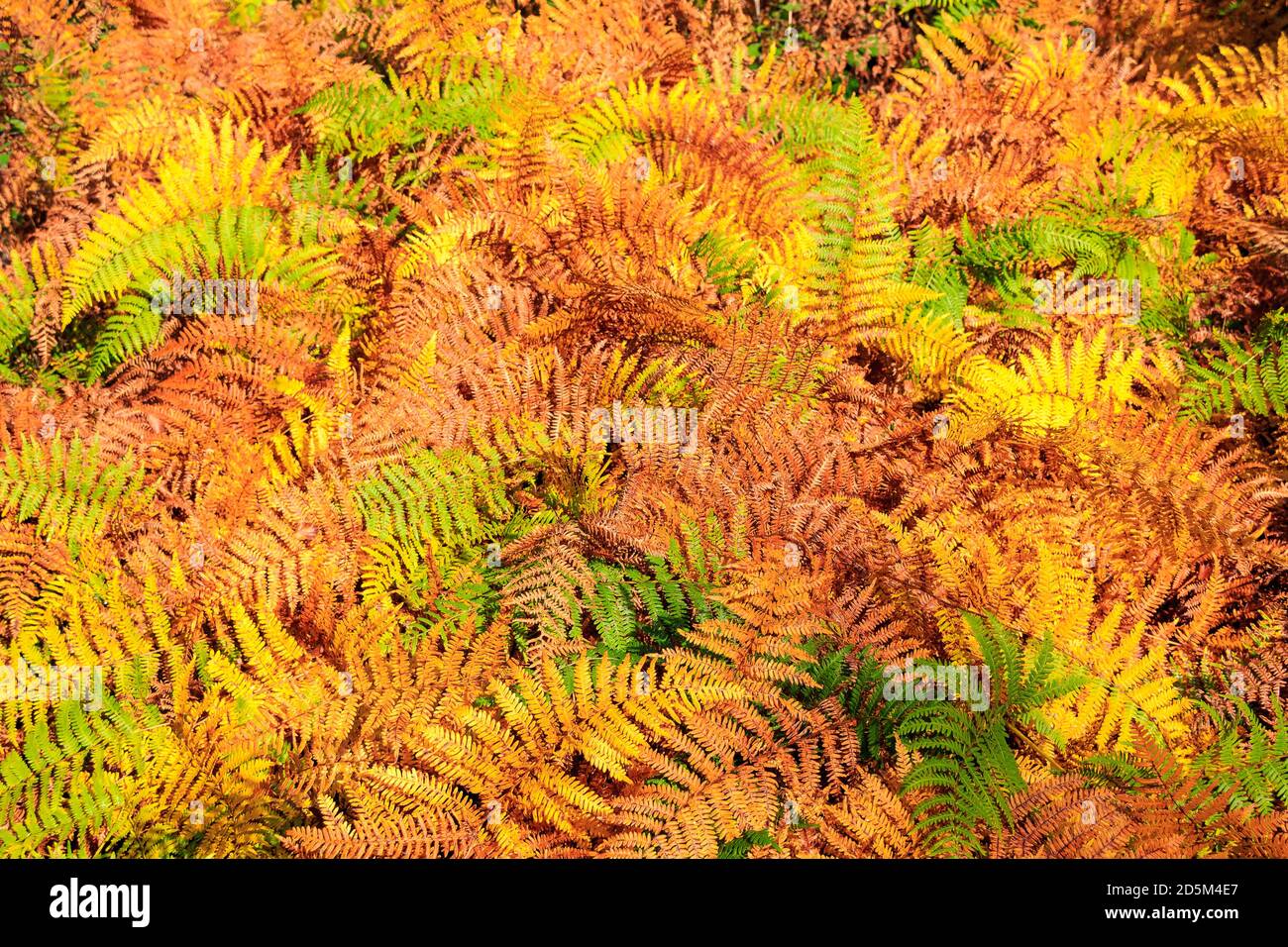Autumn colors of fern foliage, background texture Stock Photo - Alamy