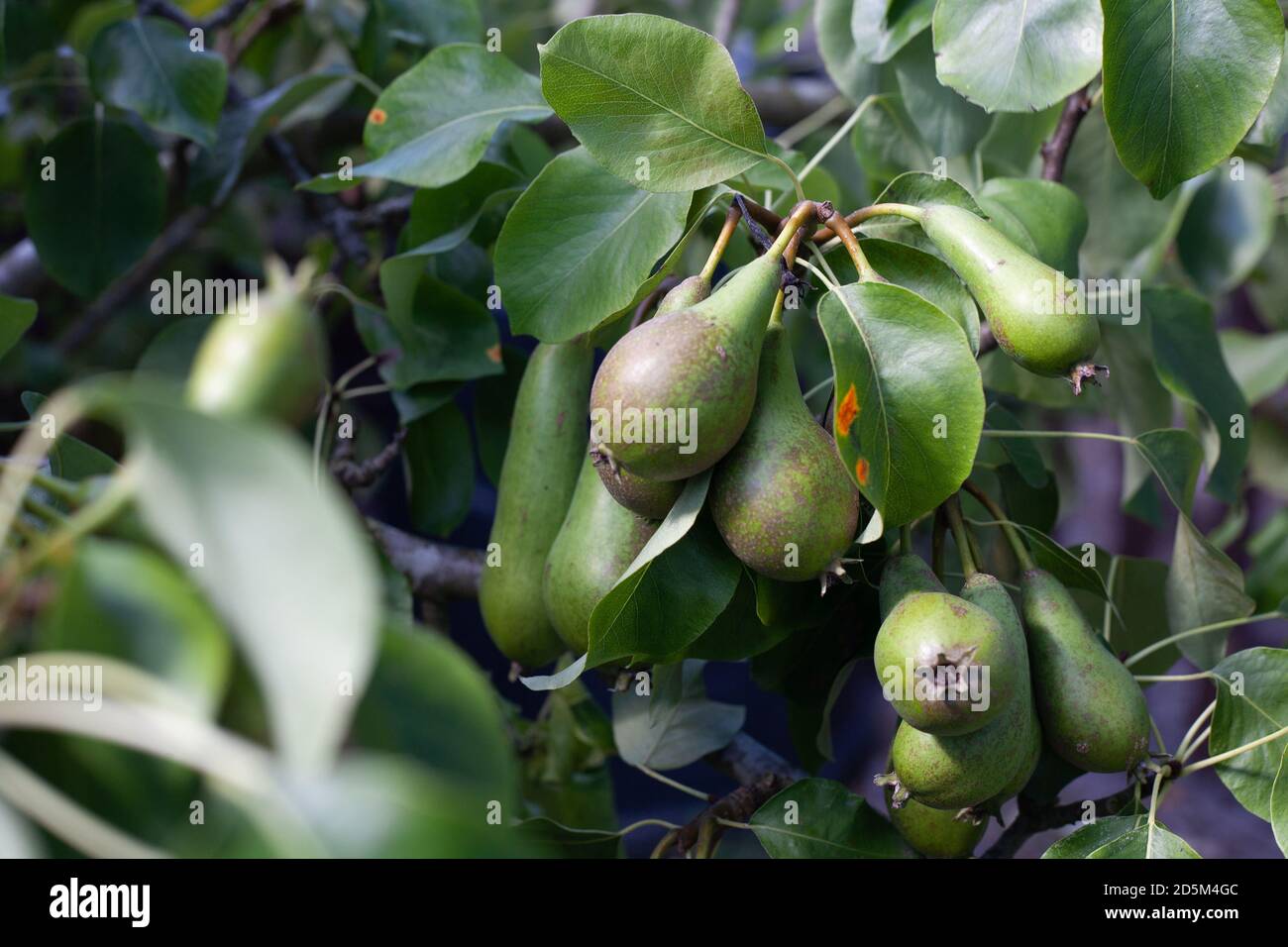 Pears ripening on branch hi-res stock photography and images - Alamy