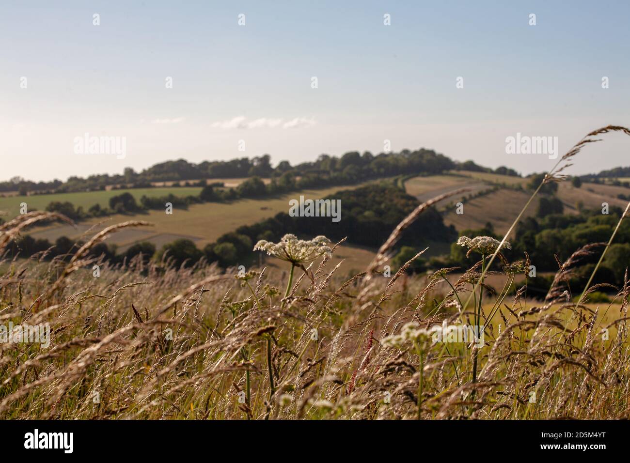 Summer grass fields hi-res stock photography and images - Alamy