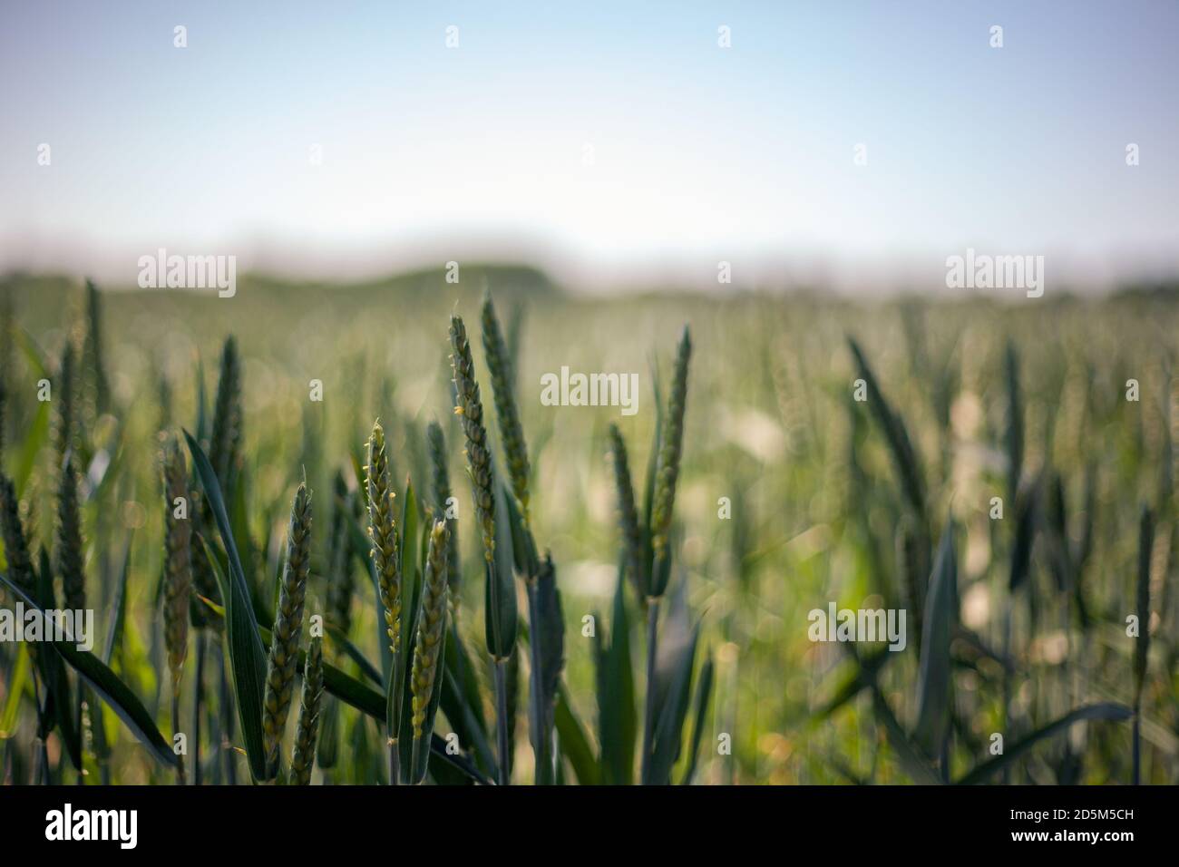 Wheat in wheat field blowing in wind. Crops fields green windy blur ...