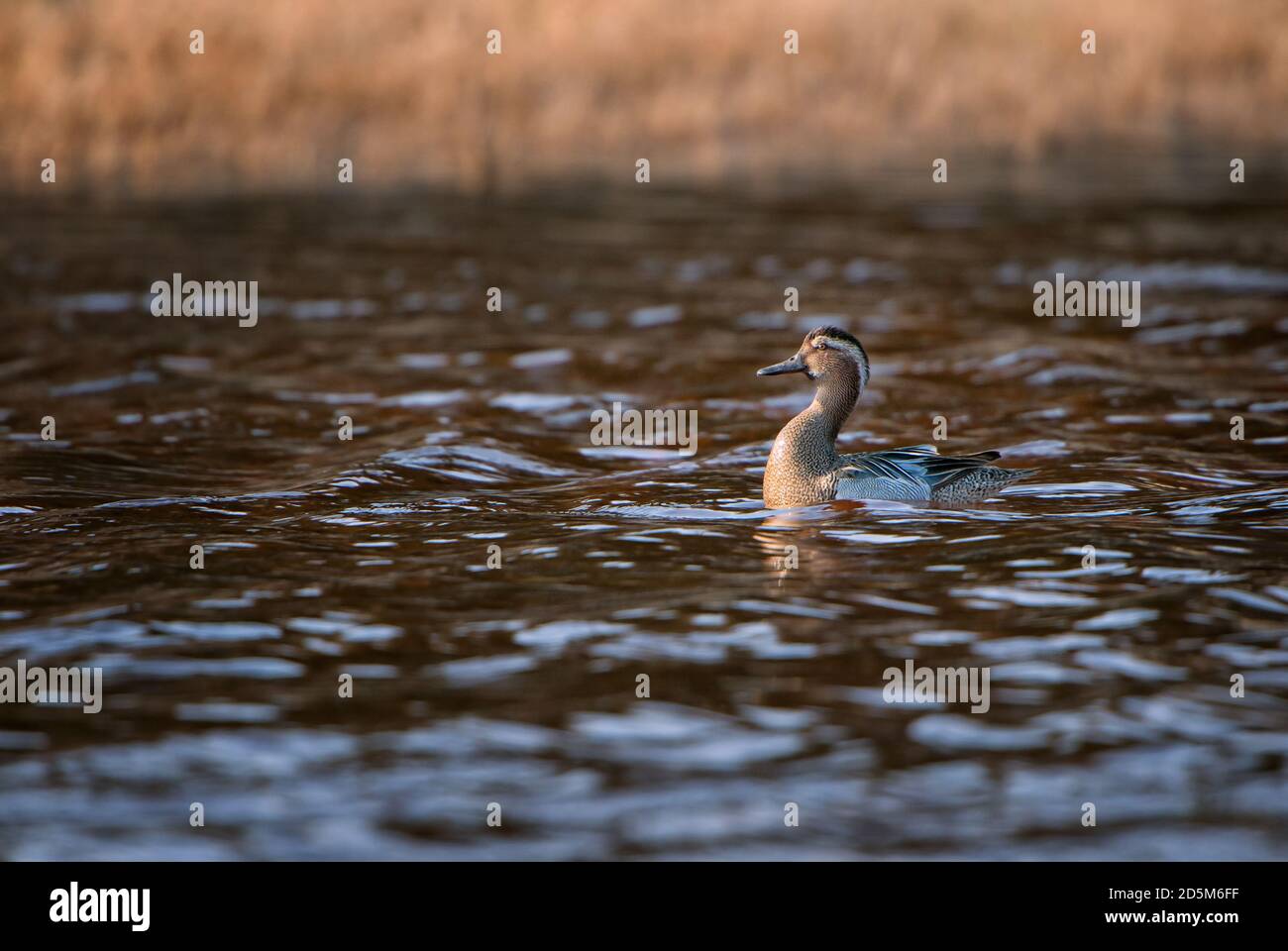 Dabbling duck hi-res stock photography and images - Alamy