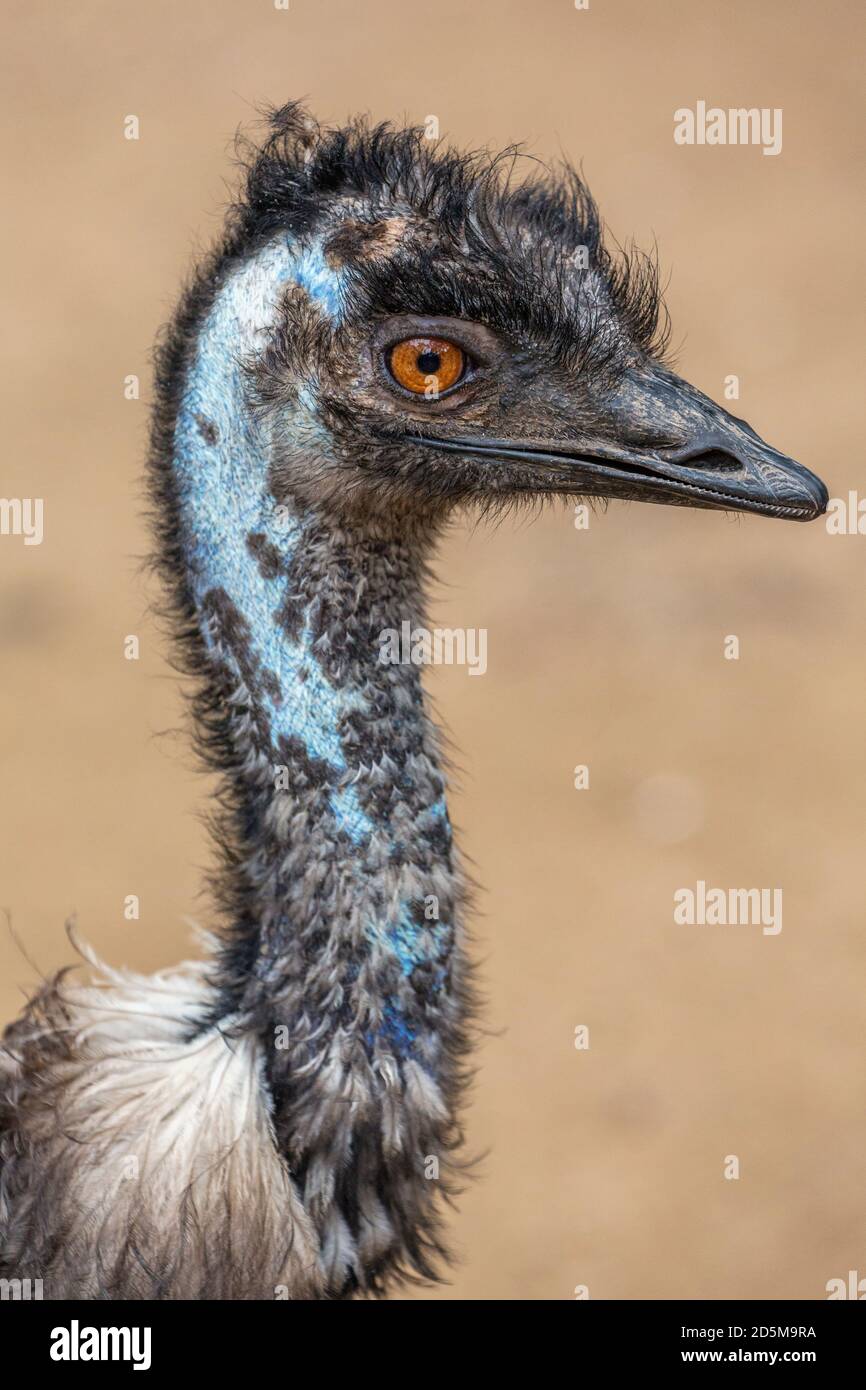 Head and neck of an emu, Dromaius novaehollandiae, photographed in the ...