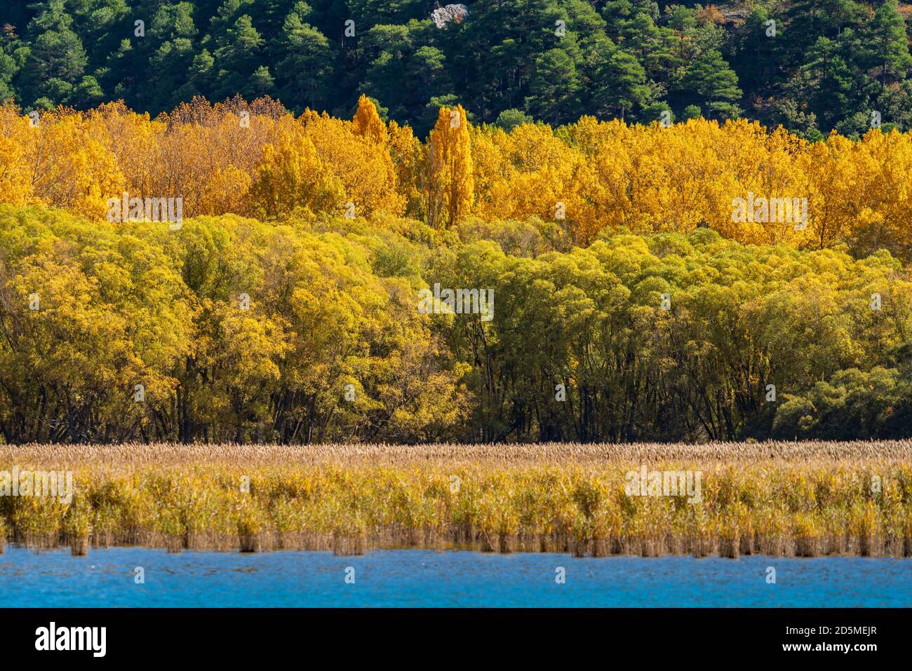 Trees with different colors hi-res stock photography and images - Alamy