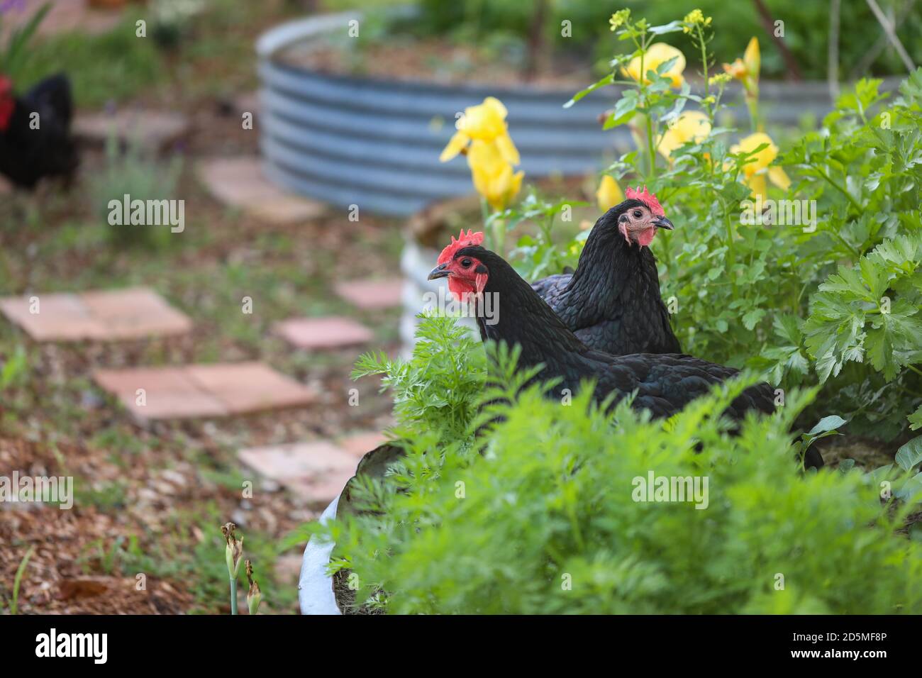 Australorps in a farm hidden behind green plants Stock Photo - Alamy
