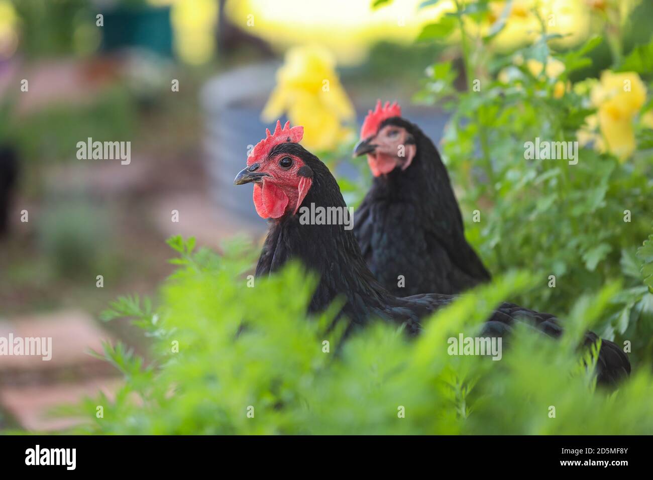 Australorps chicken hi-res stock photography and images - Alamy