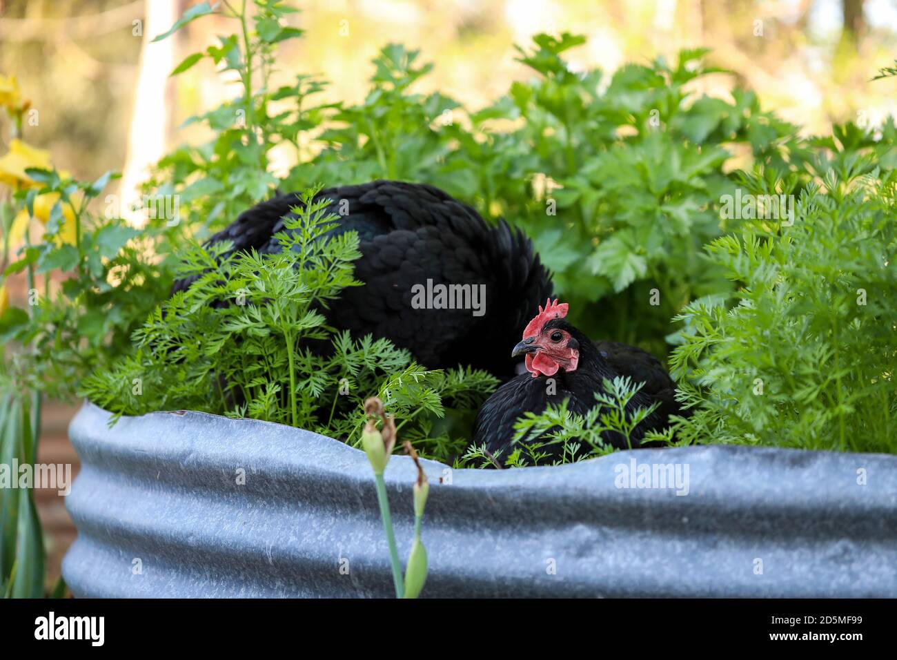 Australorps in a farm hidden behind green plants Stock Photo - Alamy