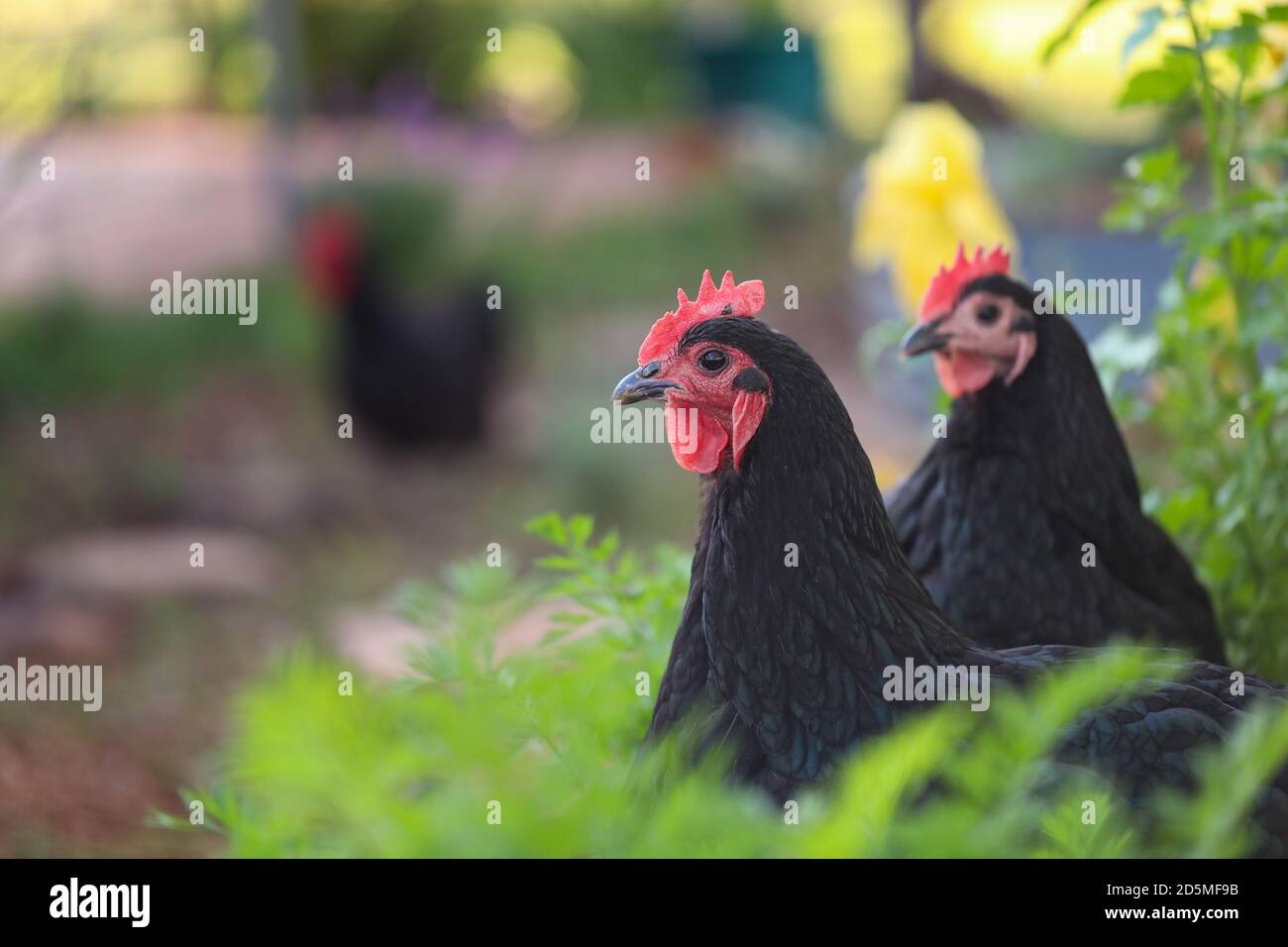 Australorps in a farm hidden behind green plants Stock Photo - Alamy
