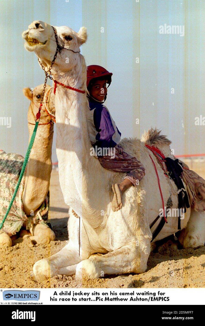 A child jockey sits on his camel waiting for his race to start Stock ...