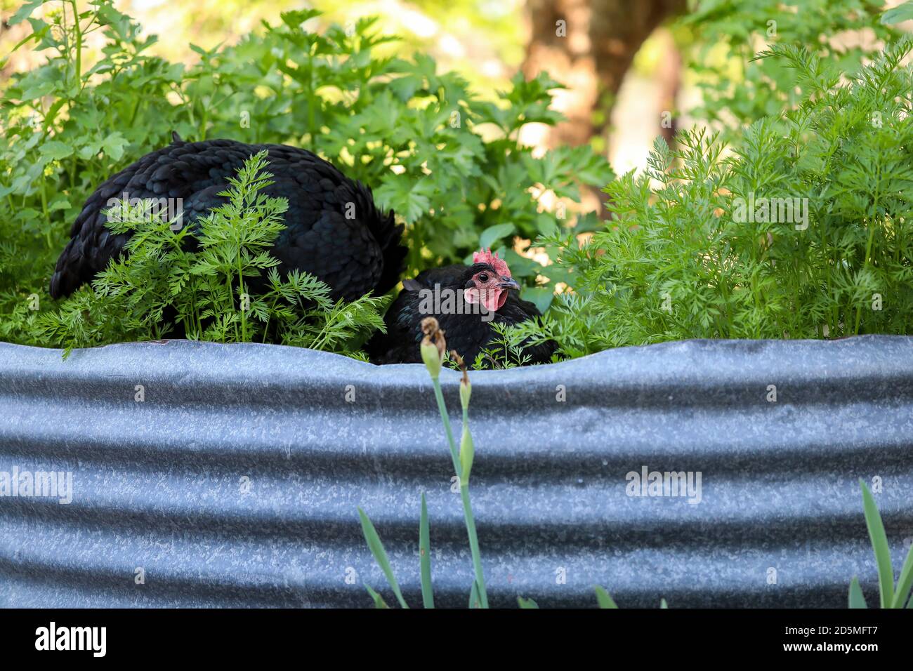 Australorps in a farm hidden behind green plants Stock Photo - Alamy