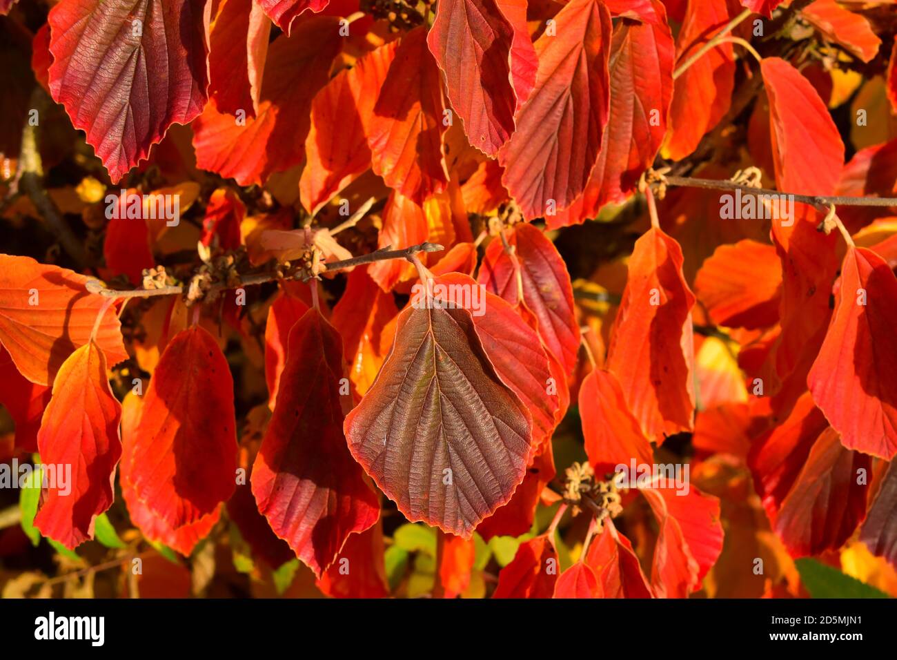 Autumn Leaves, Hamamelis Virginiana, Witch Hazel Stock Photo - Alamy
