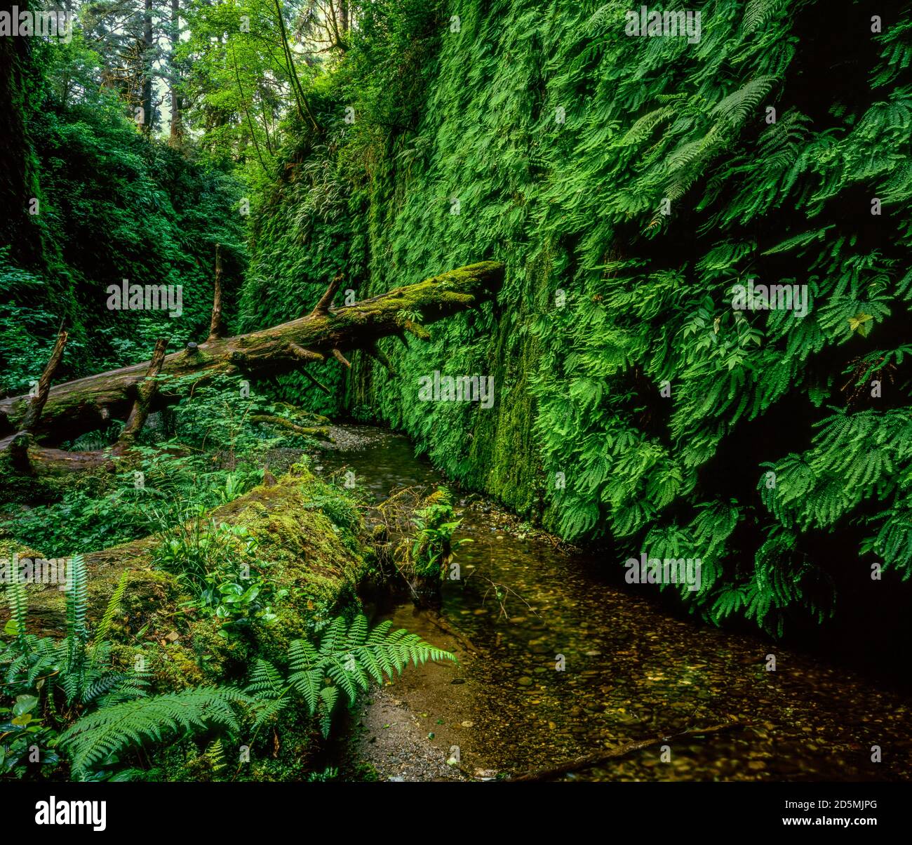 Fern Canyon, Prairie Creek Redwoods State Park, Redwood National and ...