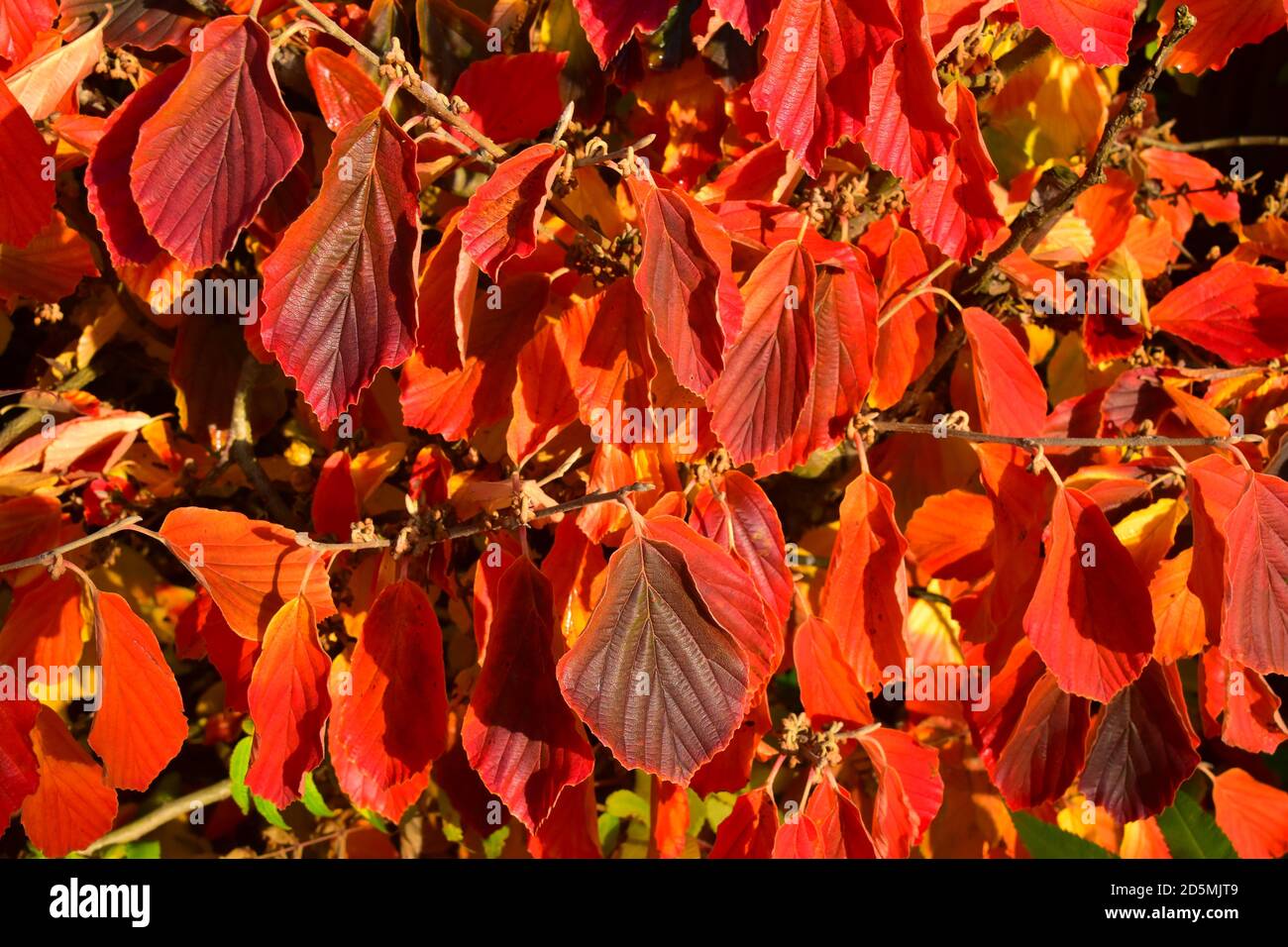 Autumn Leaves, Hamamelis Virginiana, Witch Hazel Stock Photo - Alamy