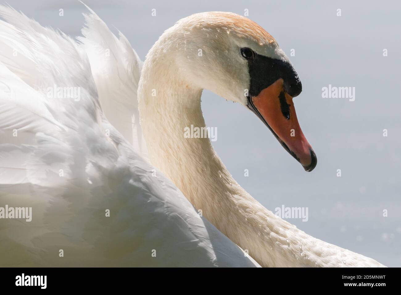 white swan portrait close up Stock Photo - Alamy