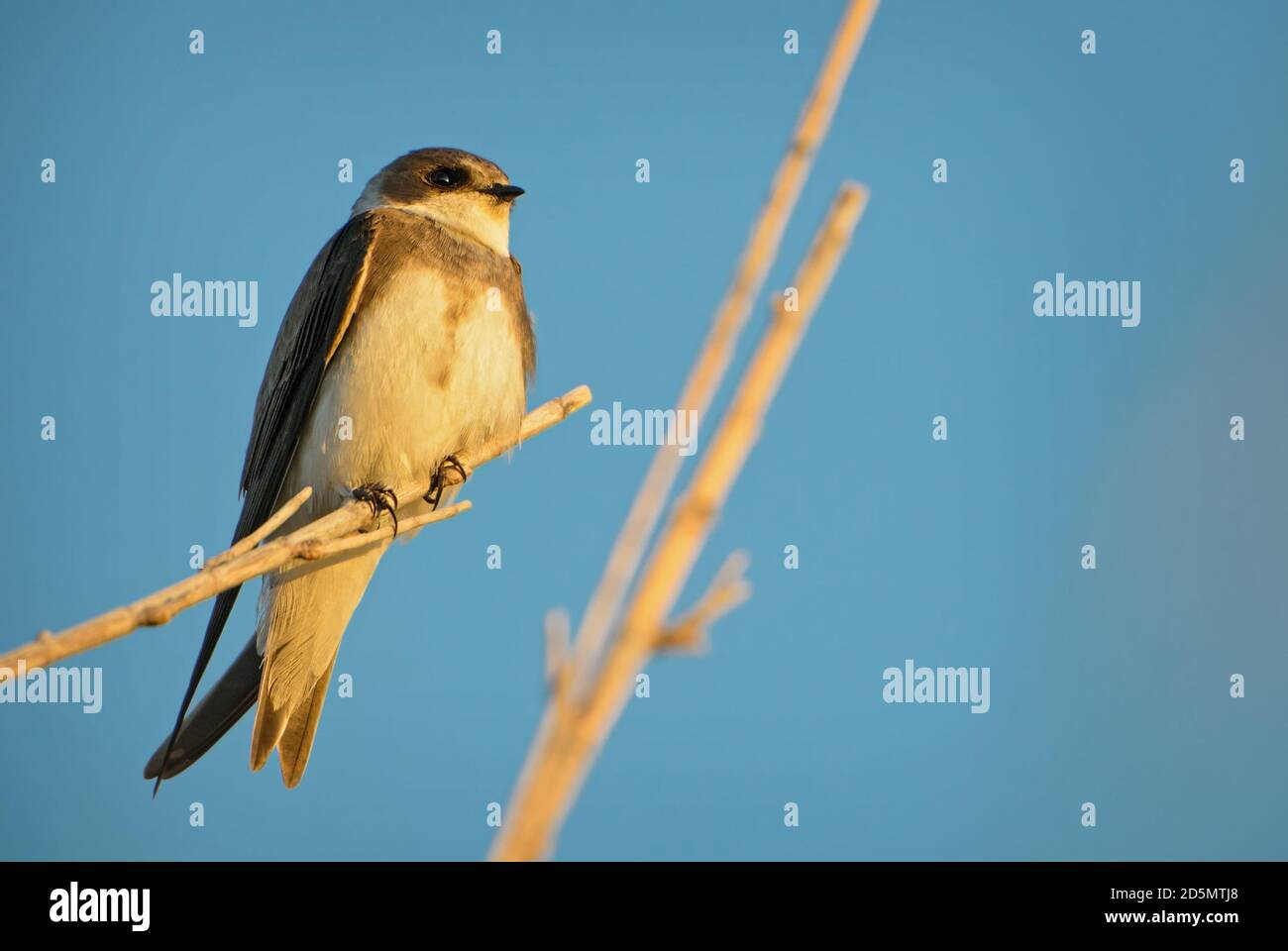 Sand swallow hi-res stock photography and images - Alamy