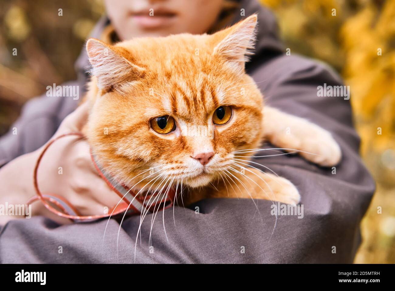 Big ginger cat hi-res stock photography and images - Alamy