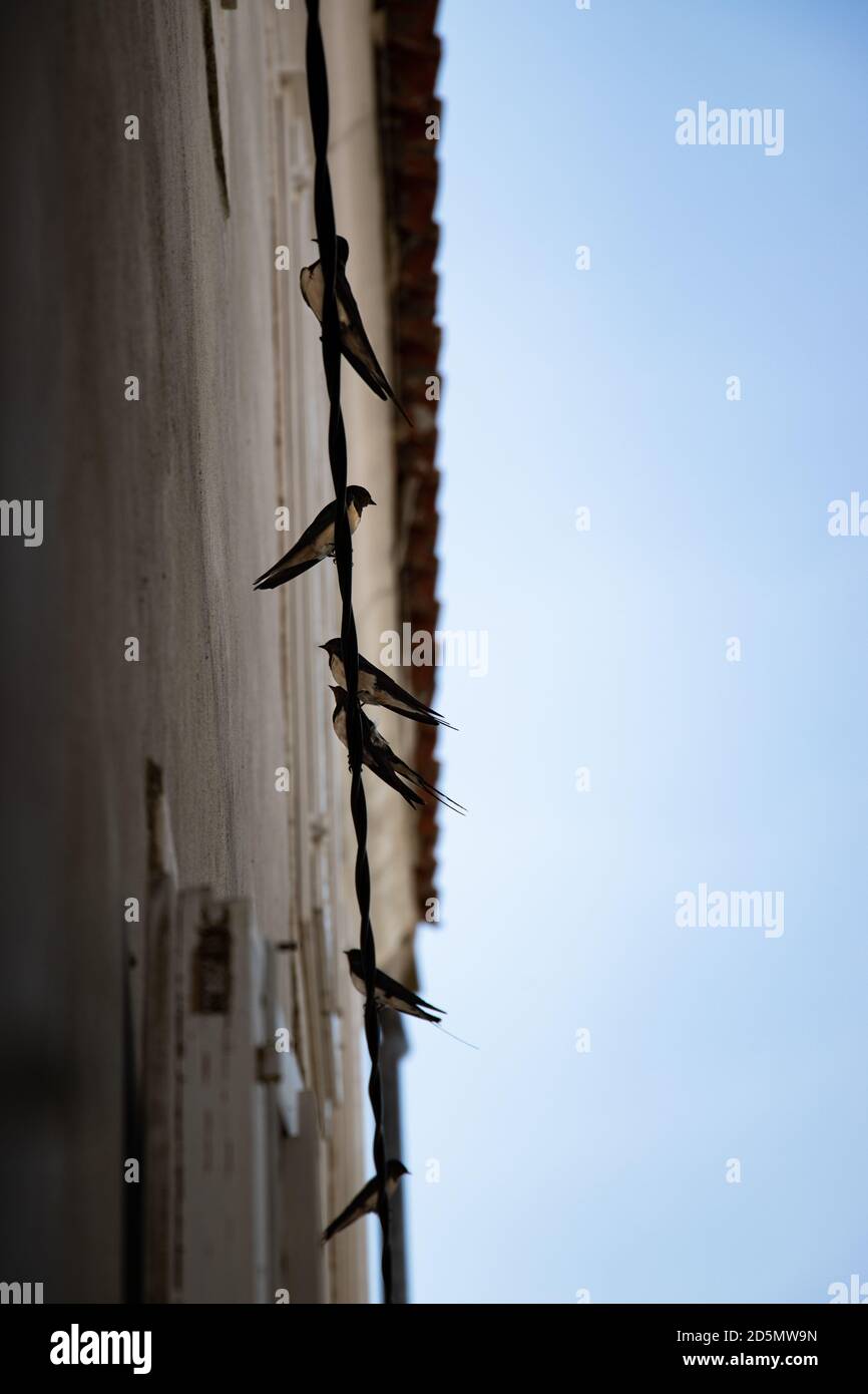 Clothesline bird hi-res stock photography and images - Alamy