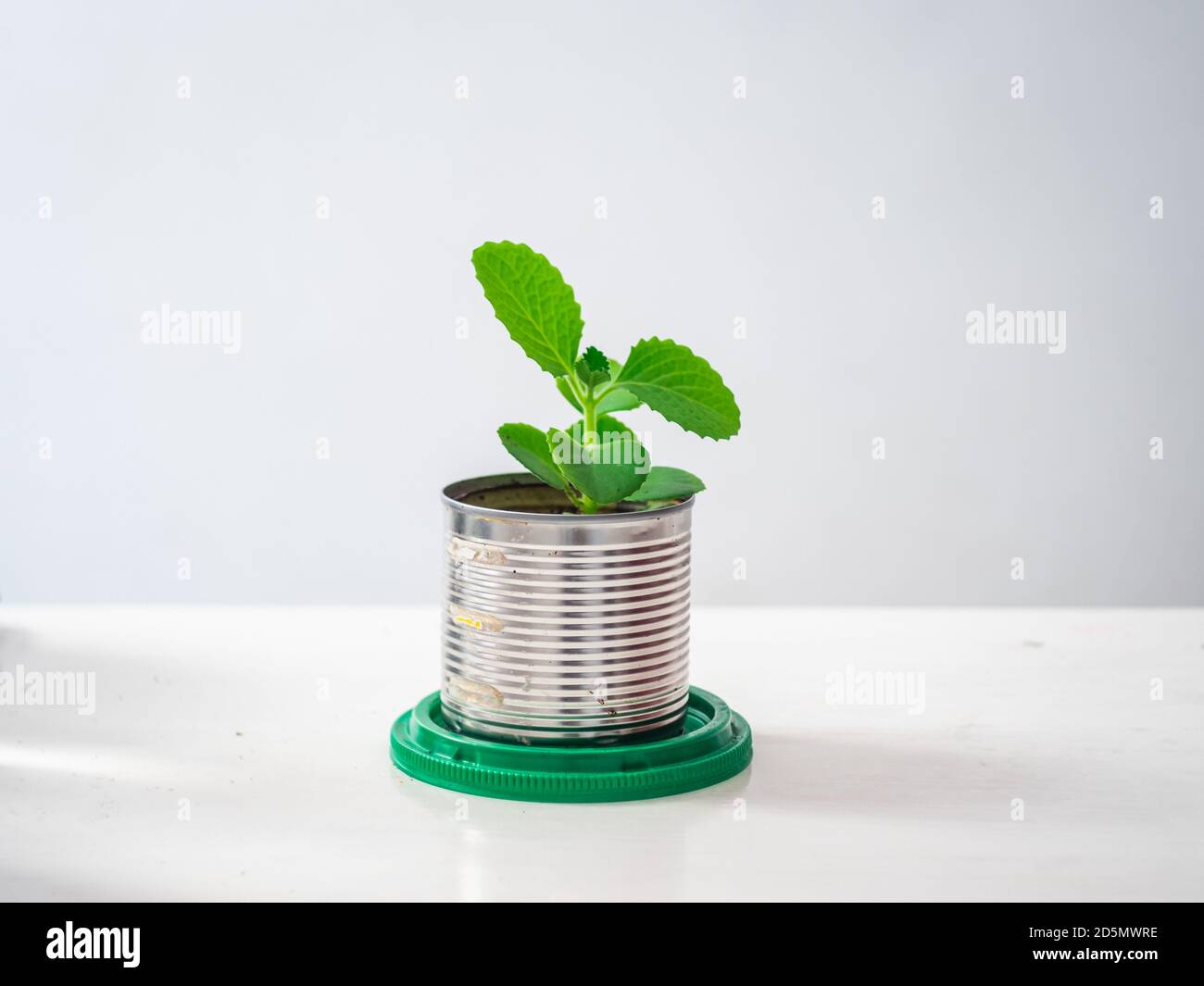 Cuban oregano hi-res stock photography and images - Alamy