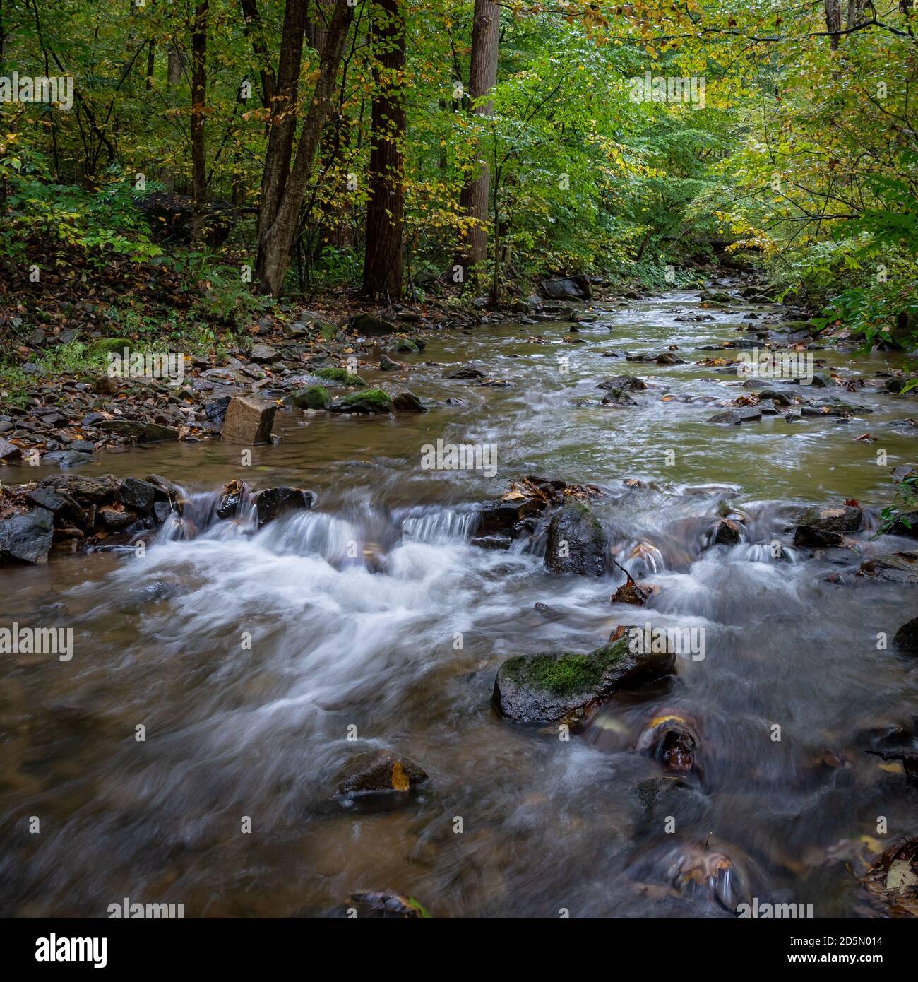 Landscape of flowing river surrounded by trees in the forest Stock ...