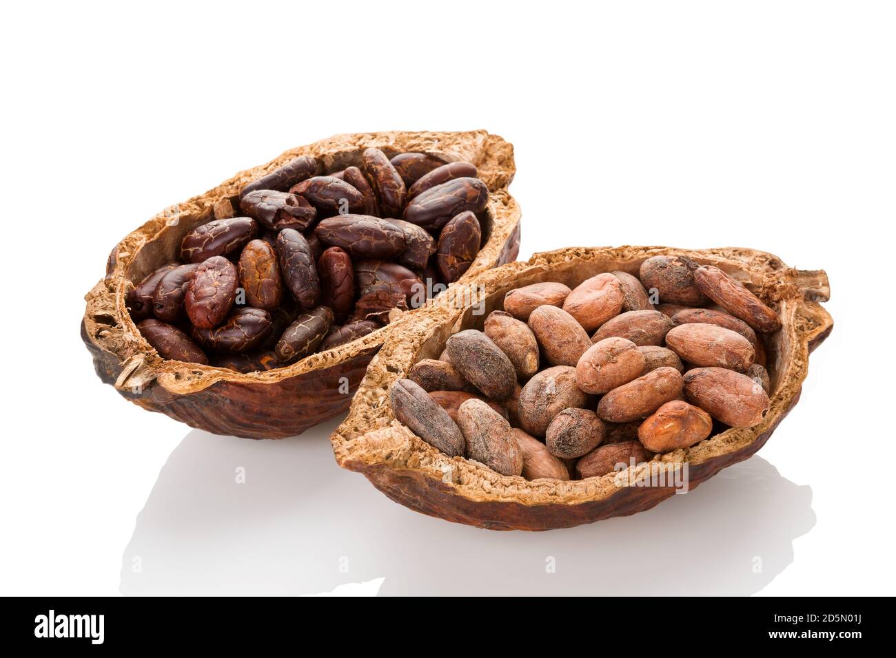 Unpeeled and fresh roasted cocoa beans in a pod isolated on white ...