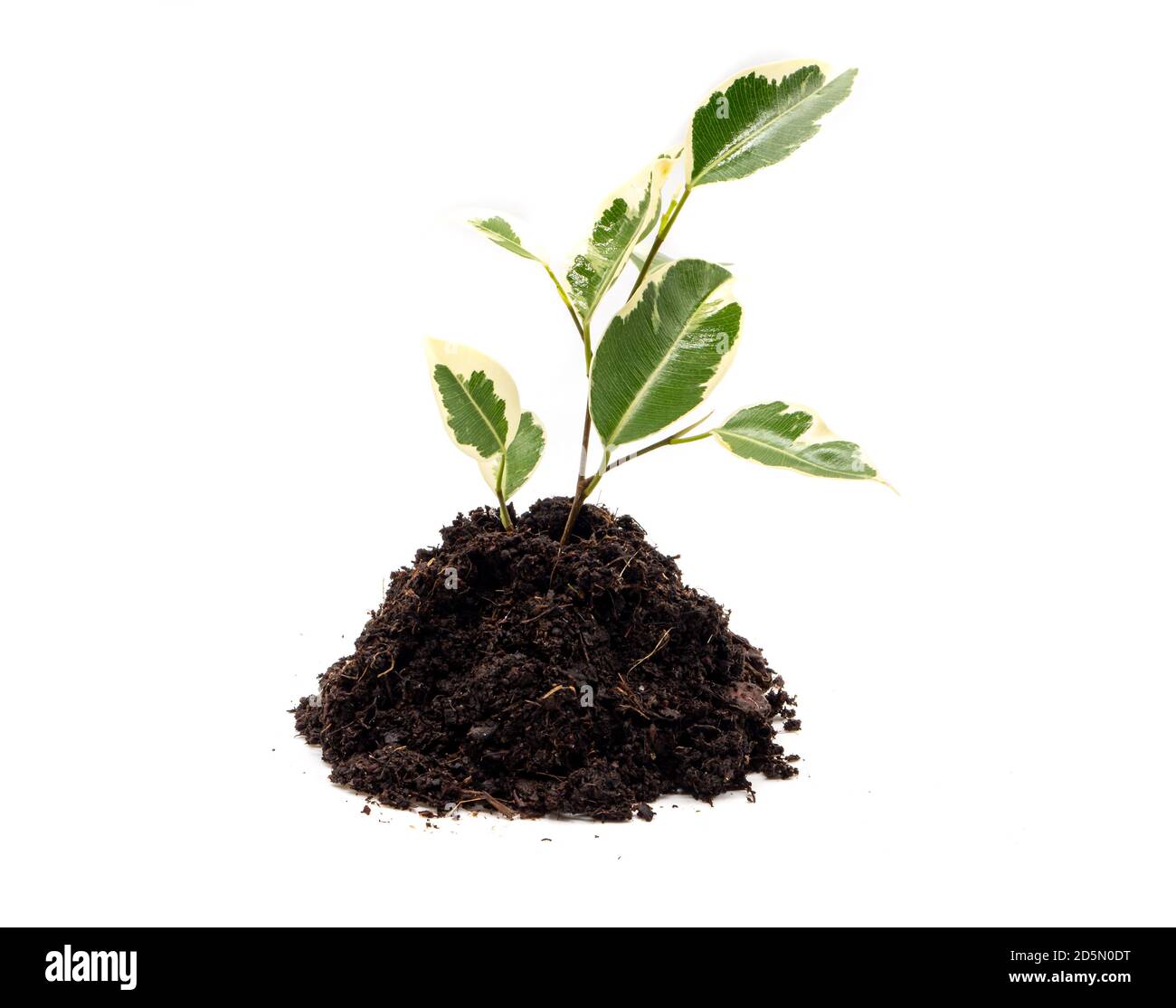 Plant growing from a mound of earth isolated Stock Photo - Alamy