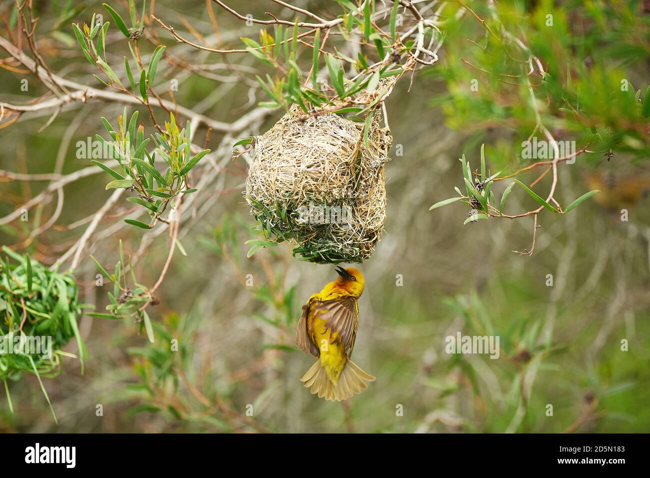 Cape Weaver bird building nest Stock Photo - Alamy