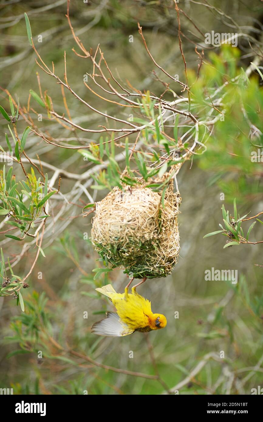 Cape Weaver bird building nest Stock Photo - Alamy