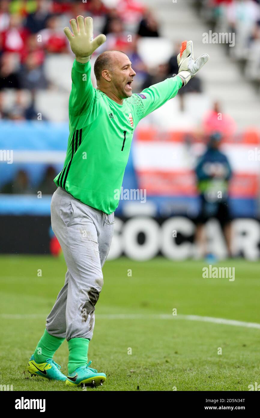 Hungary goalkeeper Gabor Kiraly Stock Photo - Alamy