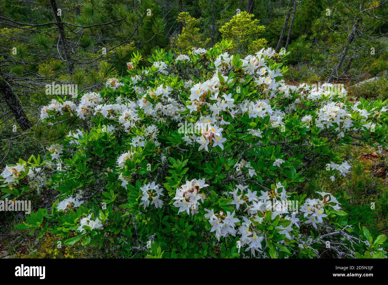 Western Azalea, Rhododendron Occidentale, Smith River National ...