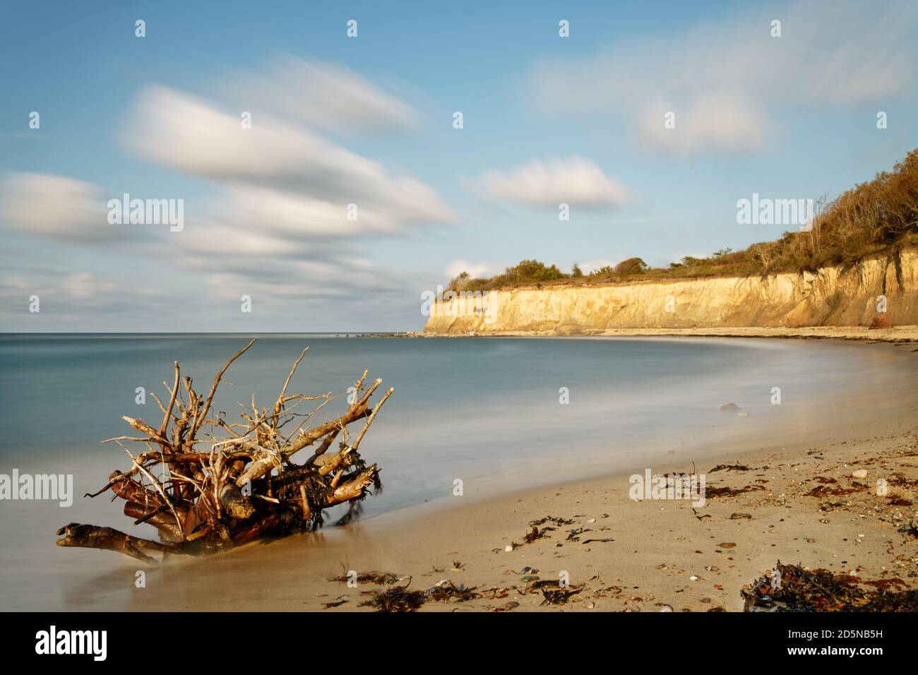 Large root washed to the Baltic Sea beach in front of a steep bank, the ...