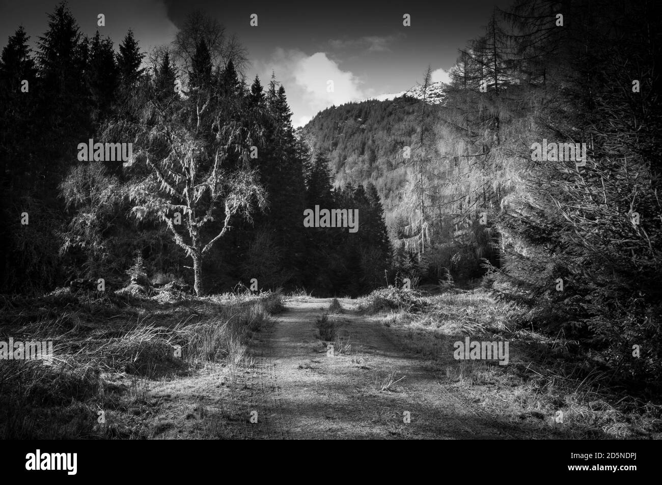 Queen Elizabeth Forest Park, Aberfoyle, Scotland, UK Stock Photo - Alamy