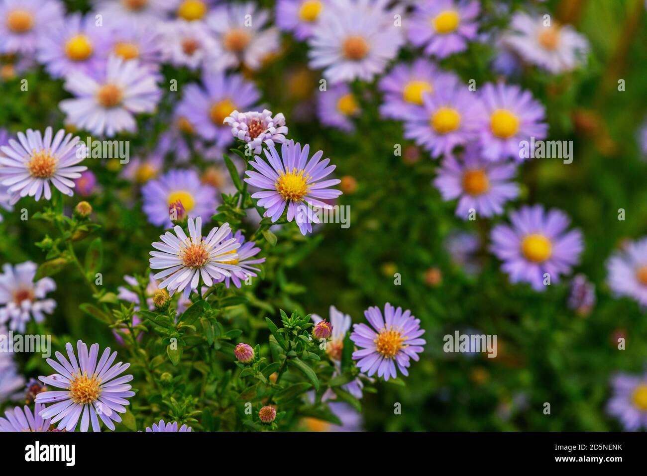 Purple chrysanthemums. Chrysanthemums blossom in the autumn garden ...
