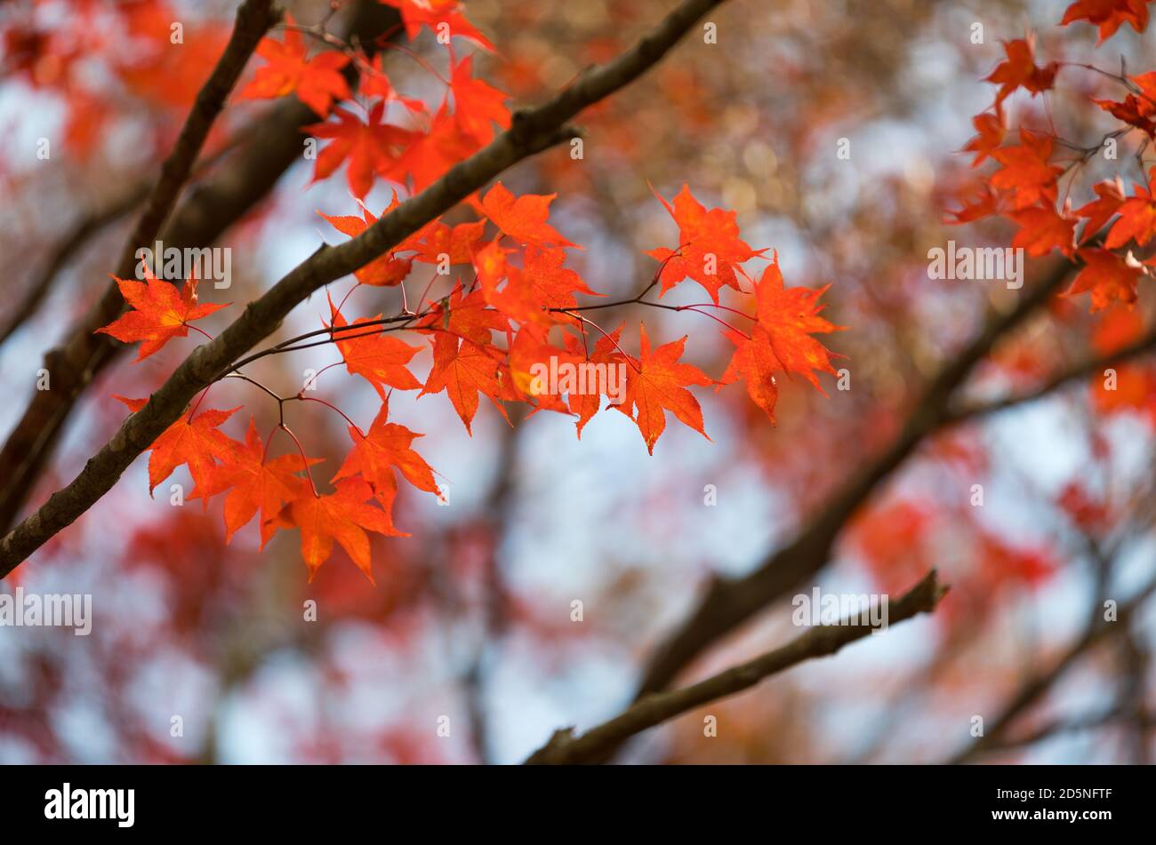 Red maple leaf close-up photo on autumn forest background in Korea ...