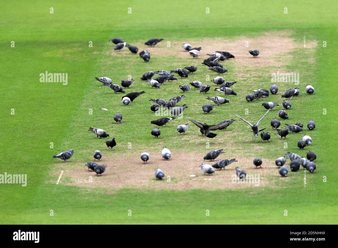 A view of pigeons on the pitch Stock Photo - Alamy