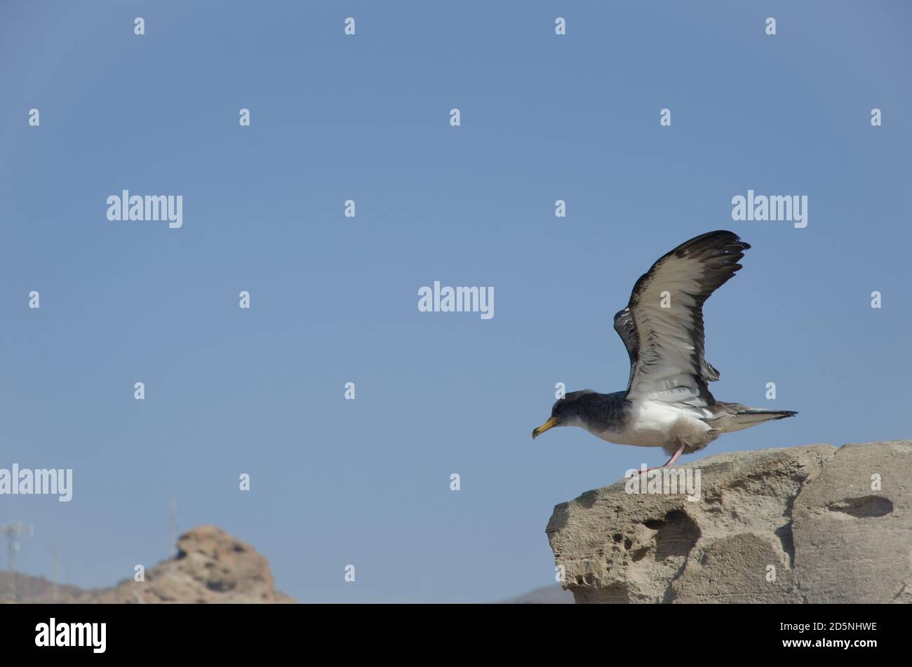 Juvenile Cory's shearwater Calonectris borealis taking flight. Tauro ...