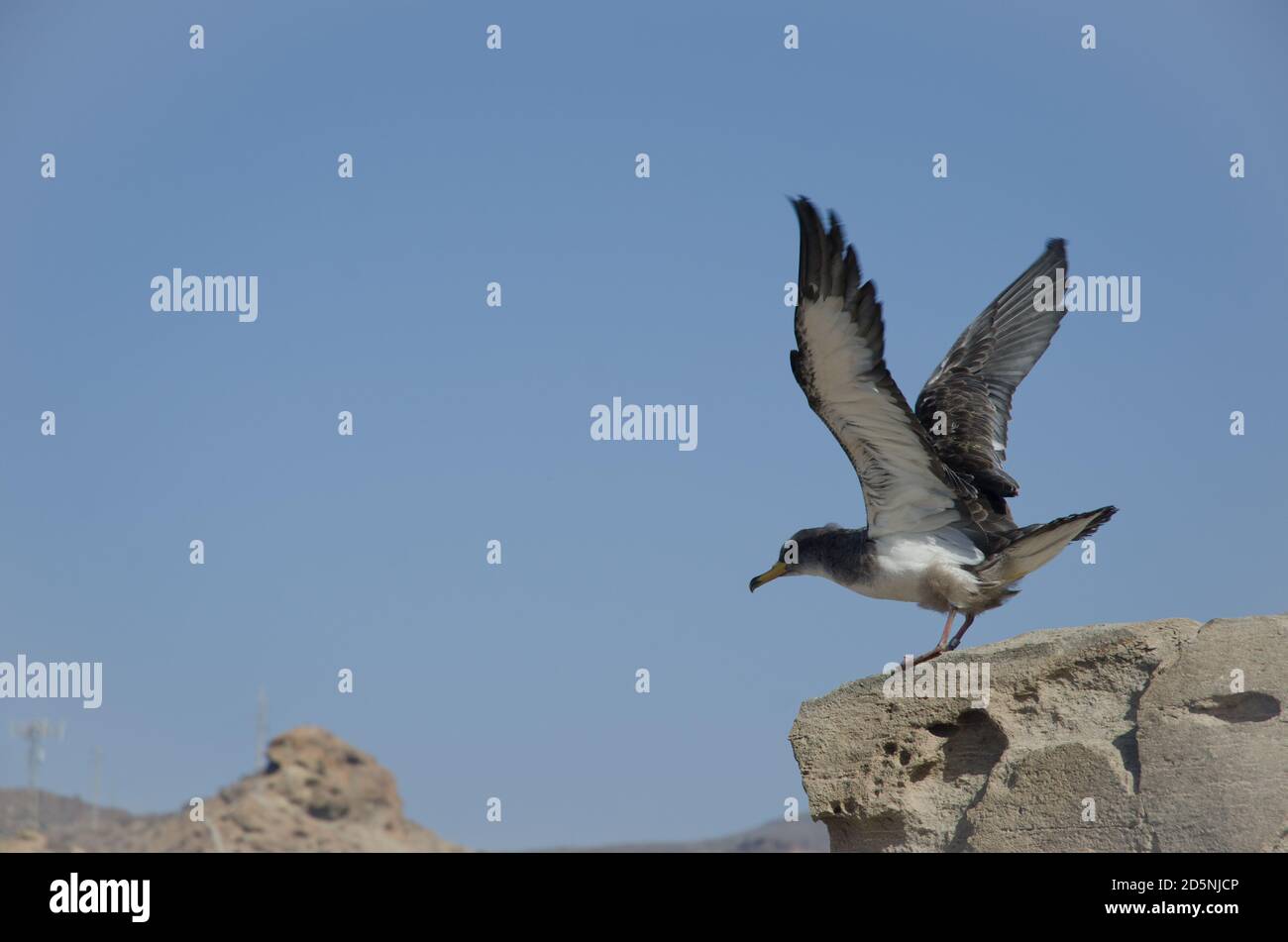 Juvenile Cory's shearwater Calonectris borealis taking flight. Tauro ...