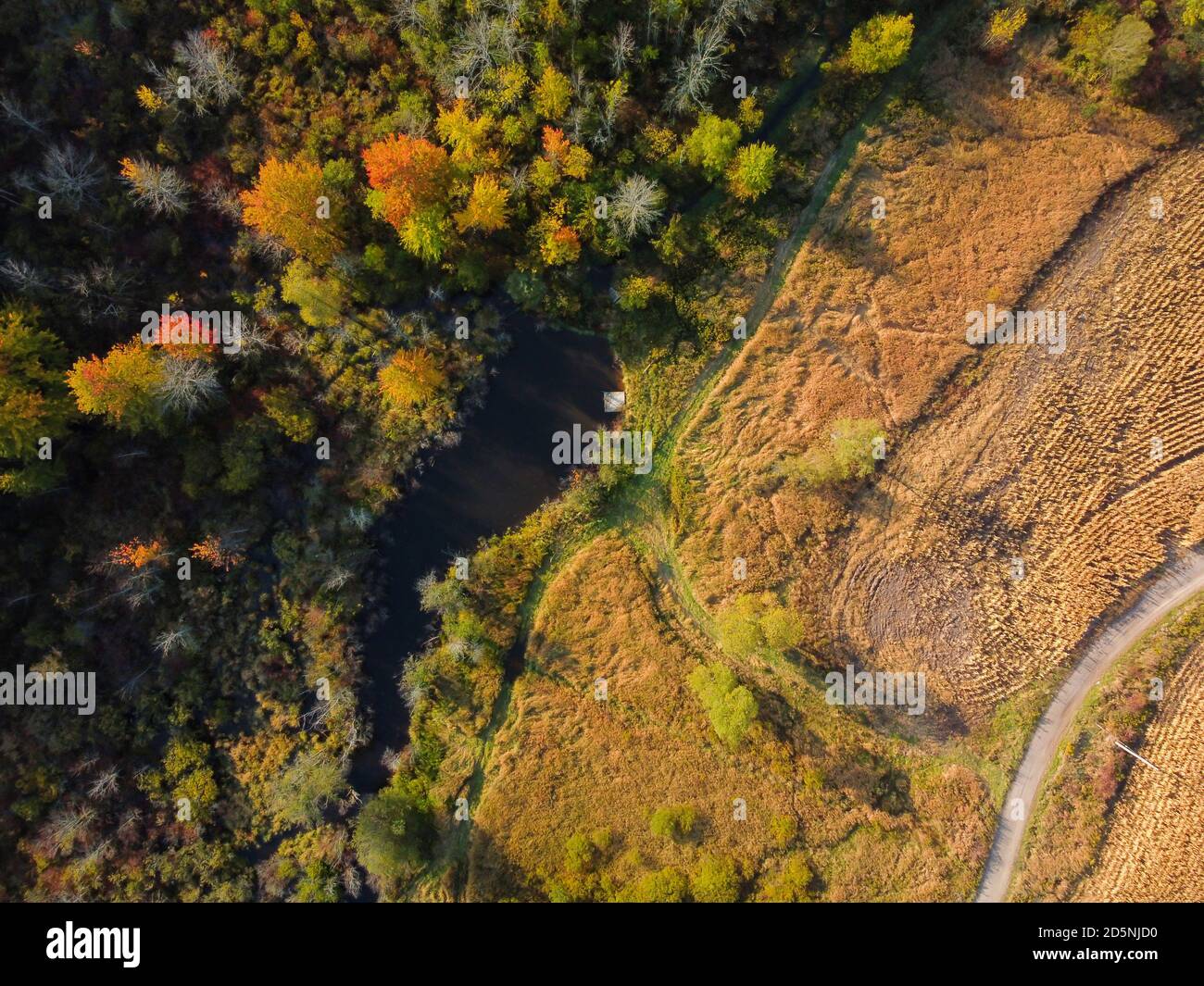 Aerial top view of a patch of grass near colorful trees in a forest ...