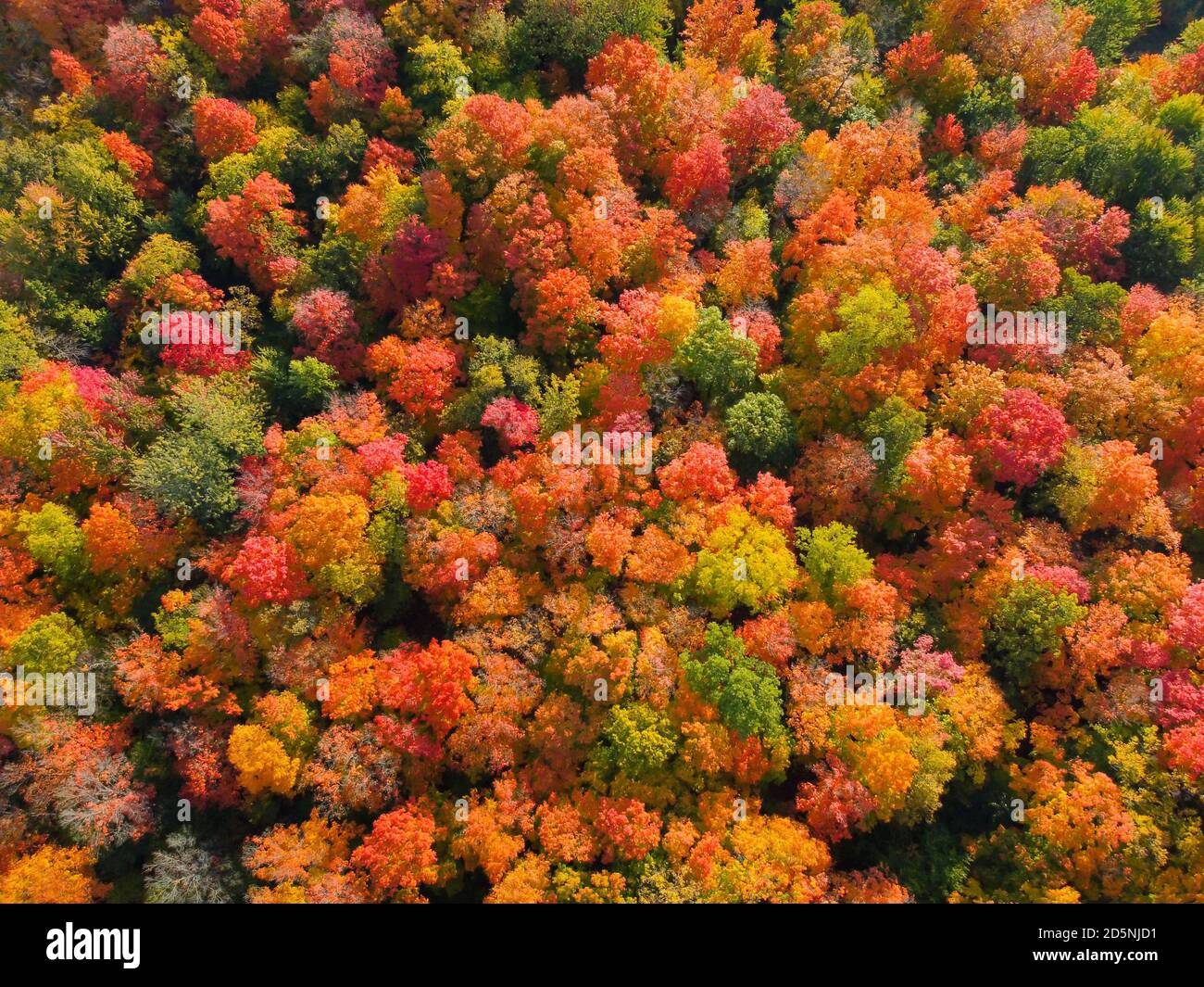 Aerial top view of colorful autumn treetops-perfect for wallpapers ...