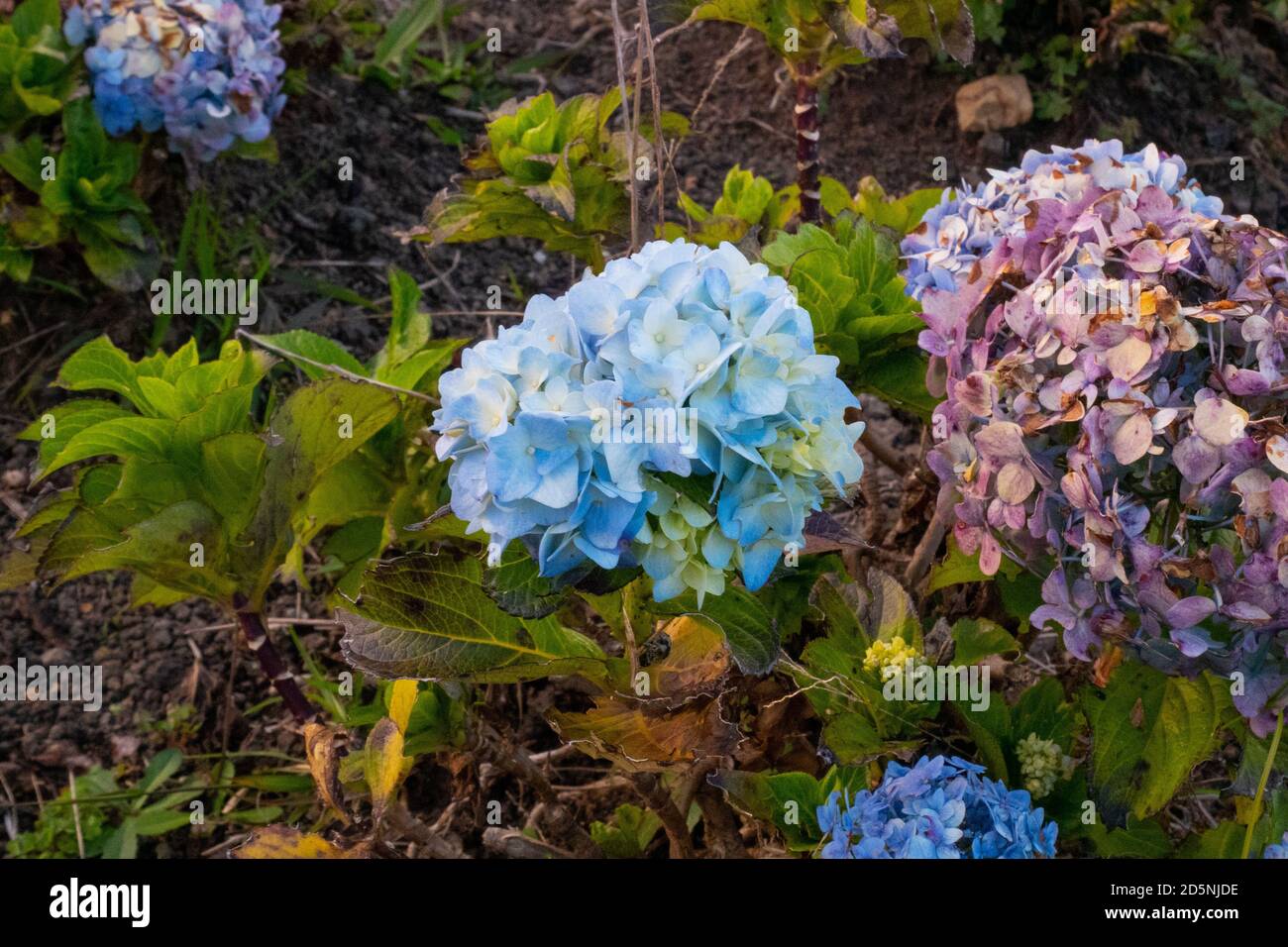 Nikko blue hydrangea hi-res stock photography and images - Alamy
